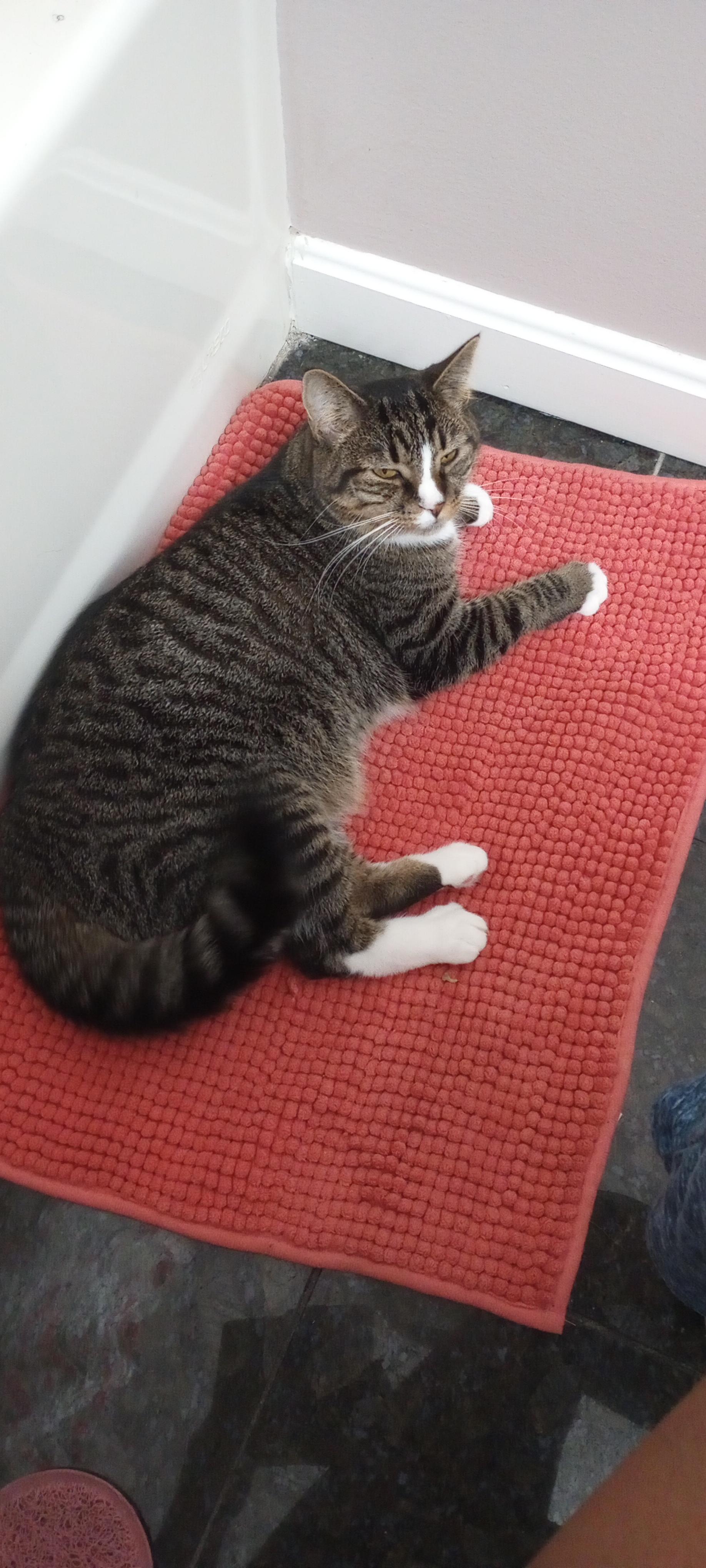 Queen Tina | Scrolller