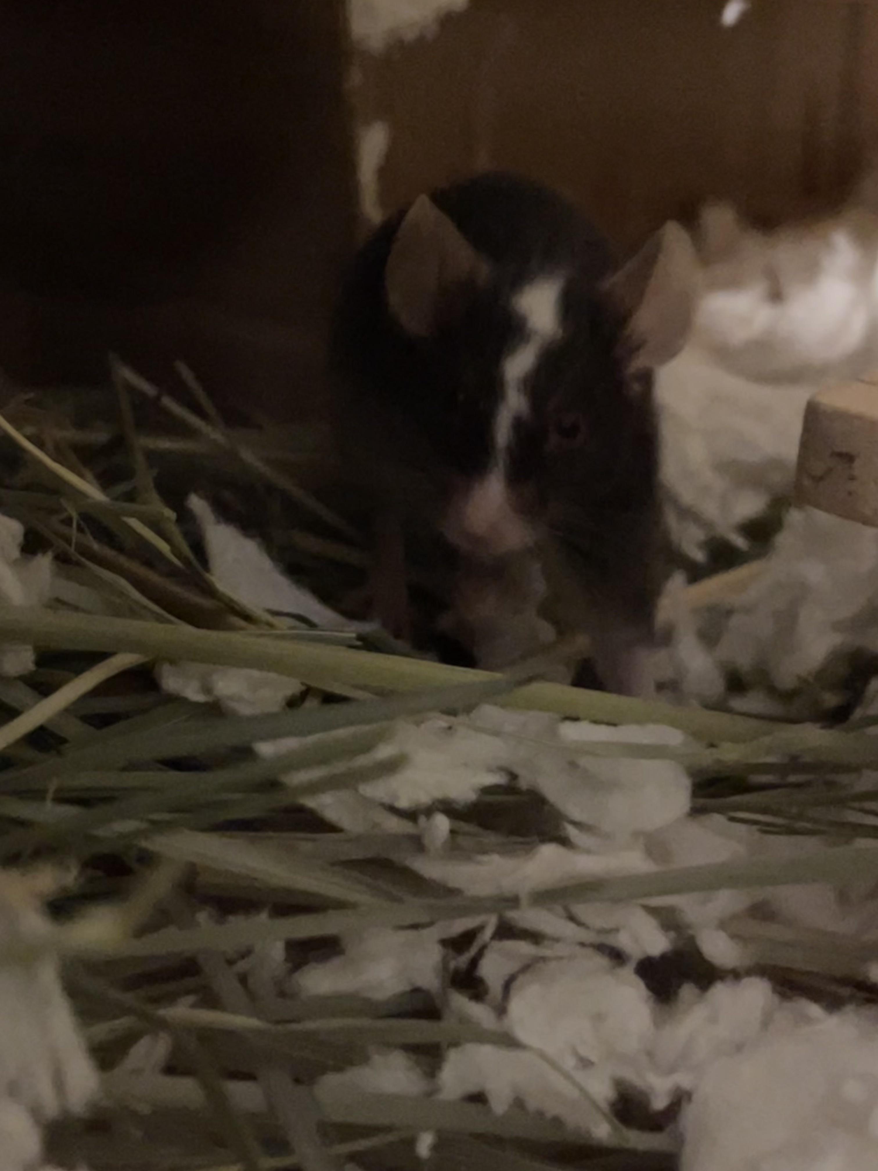 Photos of all my children! | Scrolller