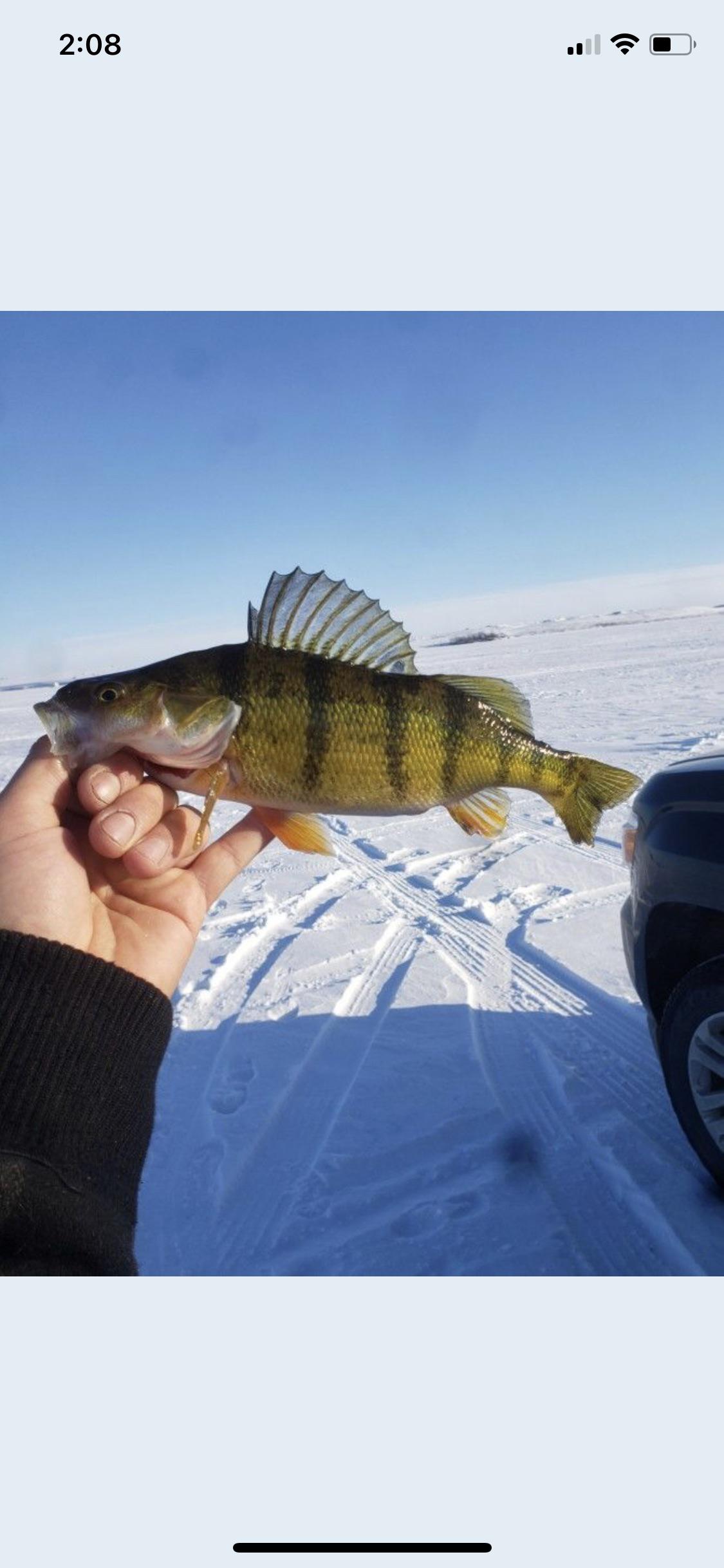Anyone else like going after some winter perch? | Scrolller
