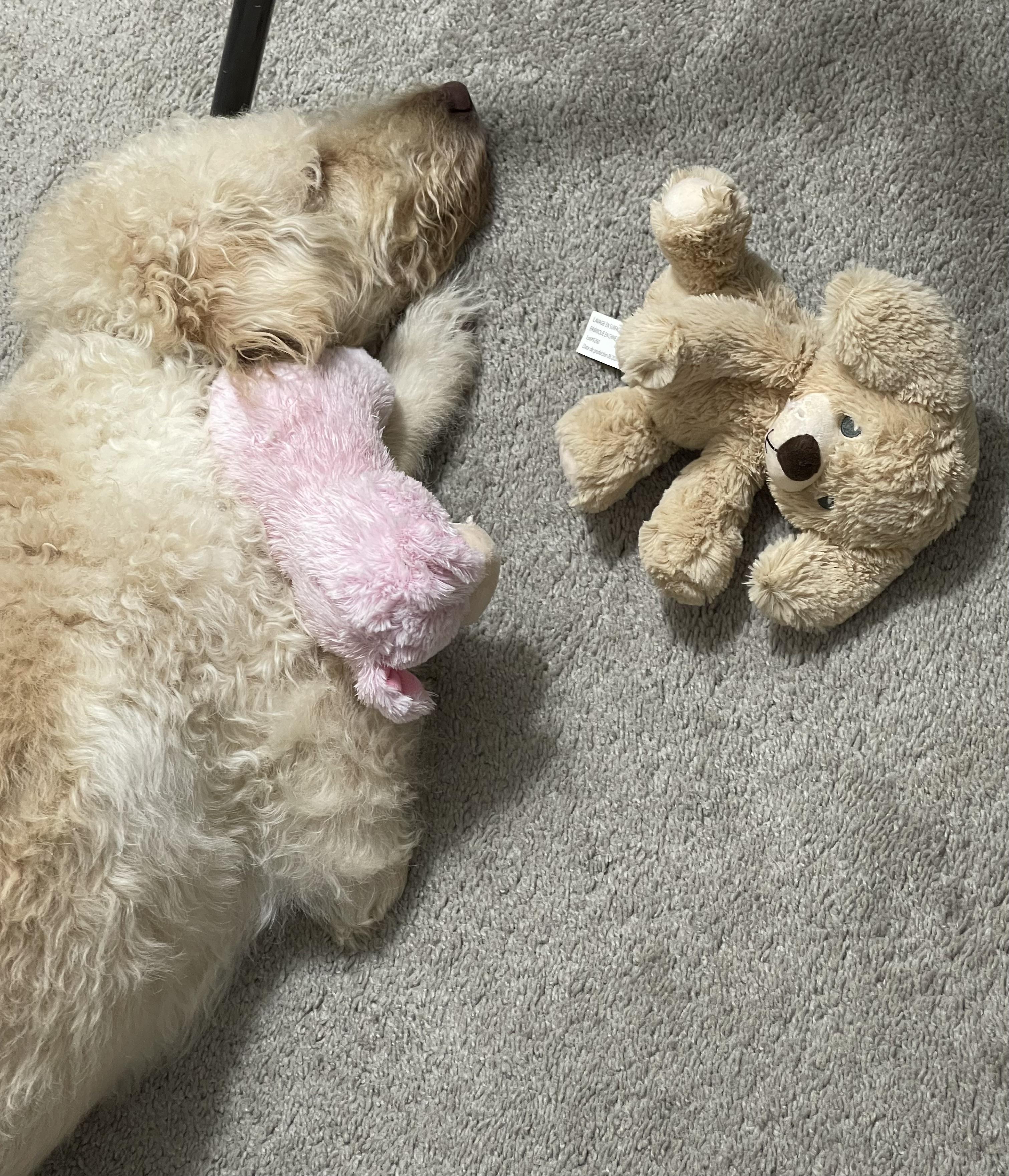 Irie loves his teddy bears. [OC] | Scrolller
