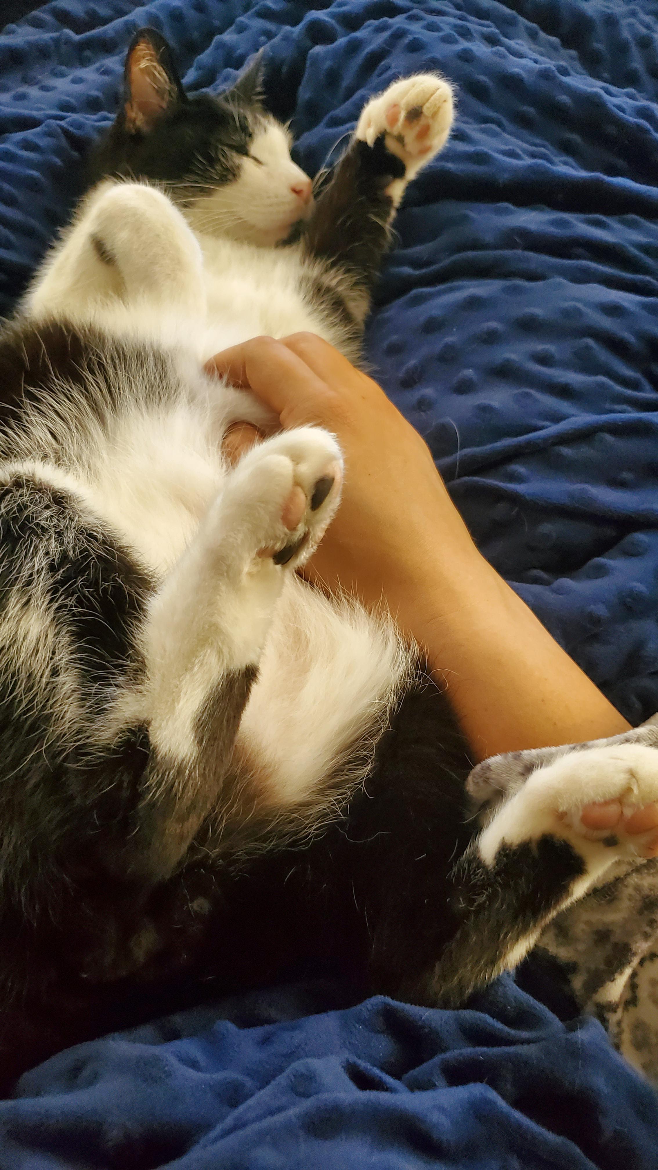 Where are all the other bellyrub-loving kitties out there? 🥰 | Scrolller