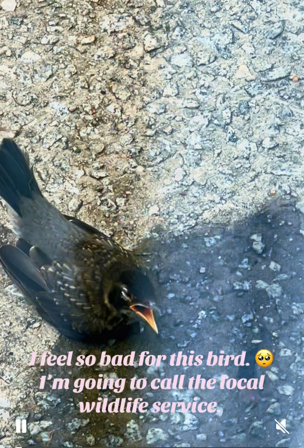 Does anyone know what’s wrong with this bird? | Scrolller