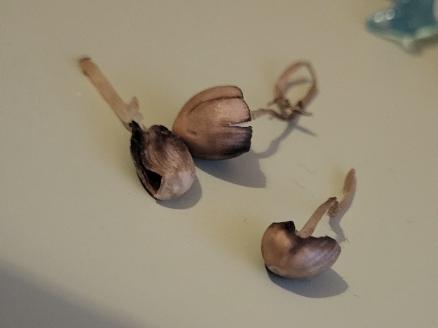 London, uk - are these libs? | Scrolller