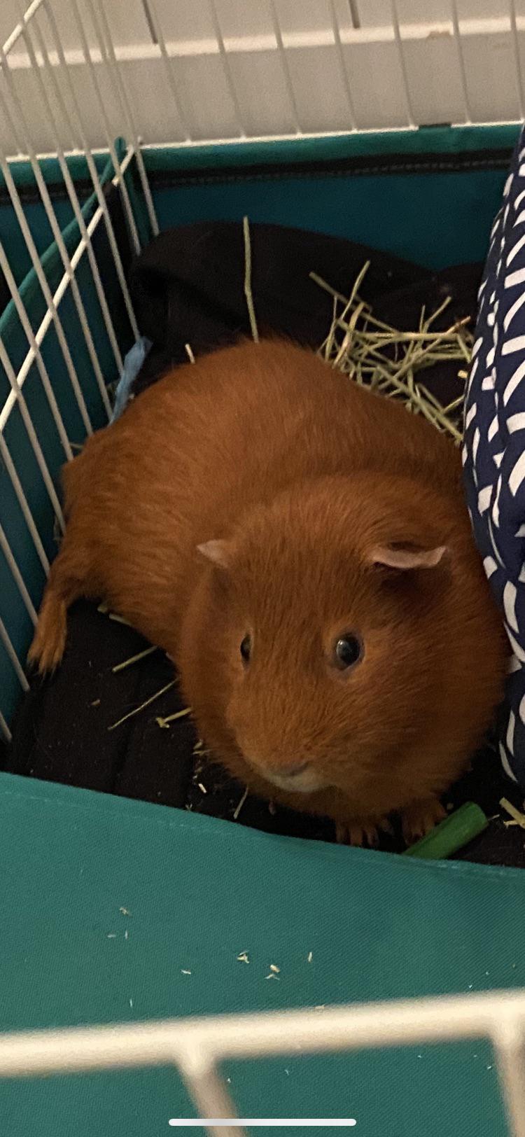 Baby Winston & my new rescue Theodore getting along! | Scrolller