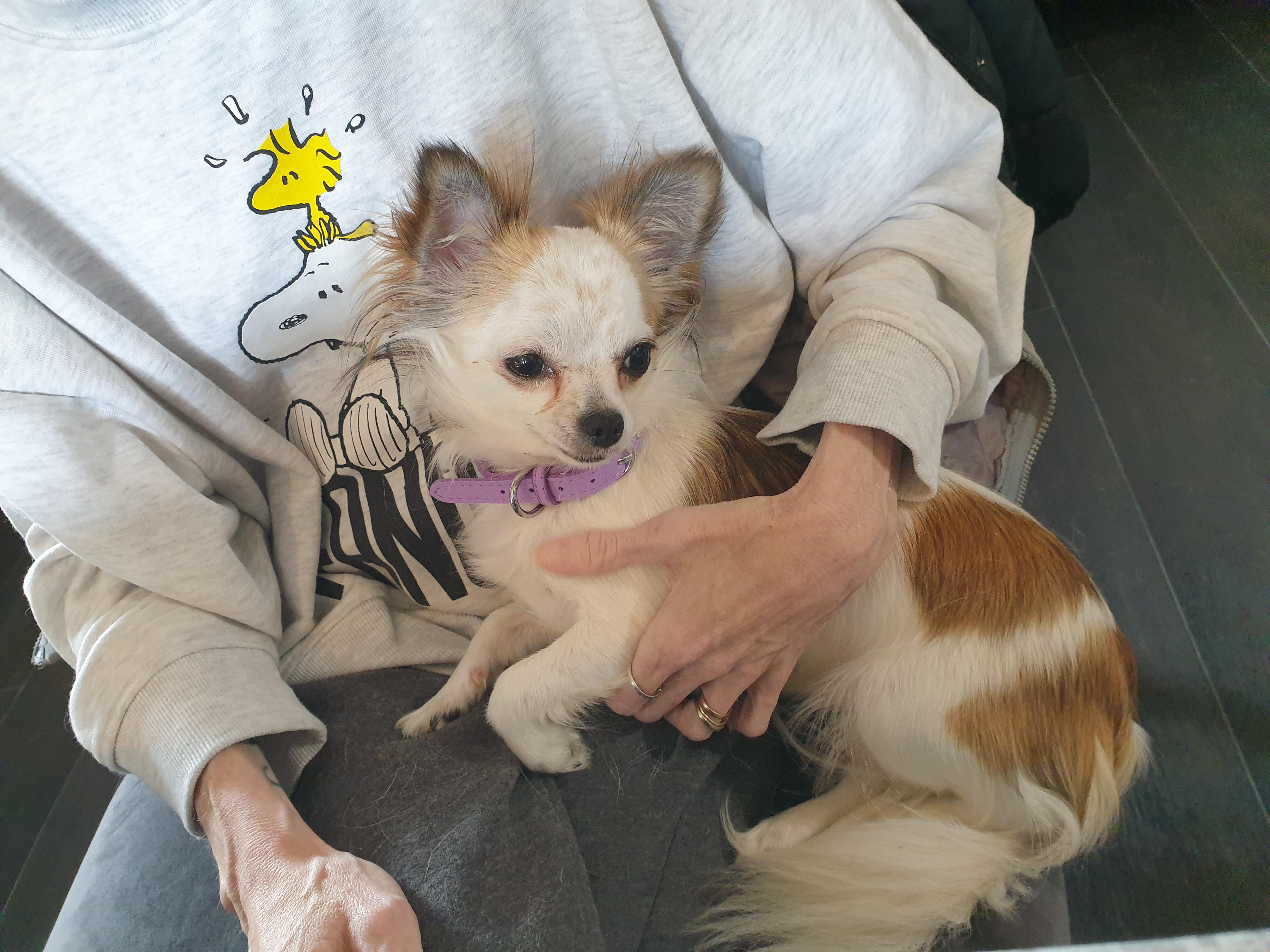 New pupper | Scrolller