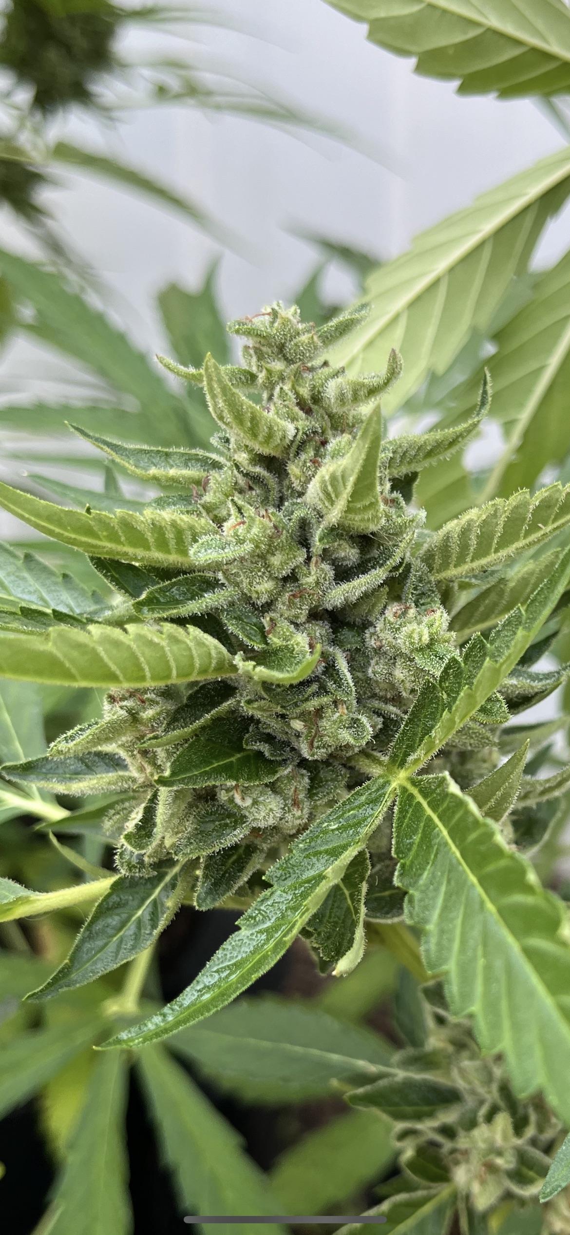 First time growing | Scrolller