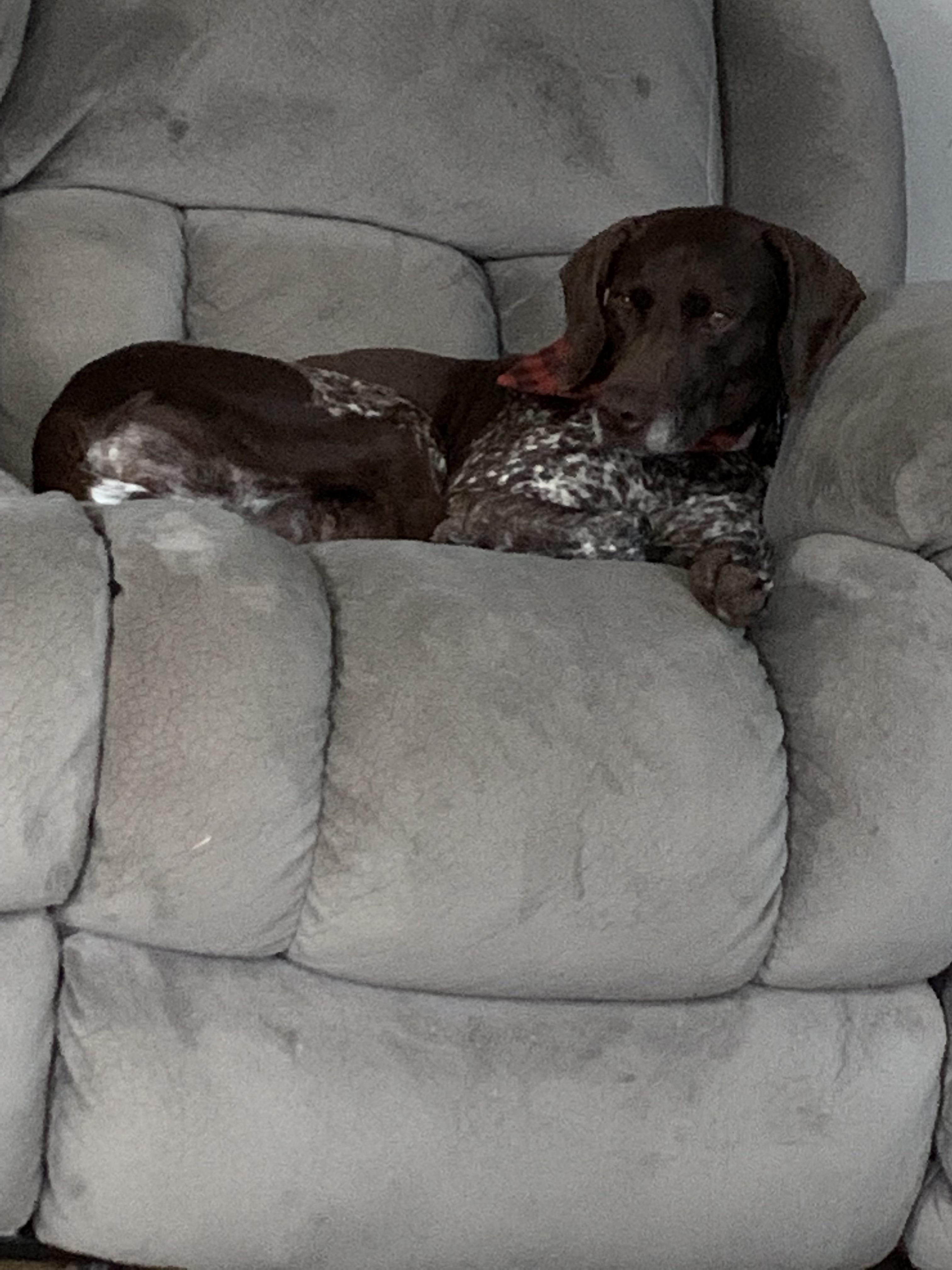 Discover more like TeenagersButBetter: Some of our previous foster dogs from the past 2 years ...