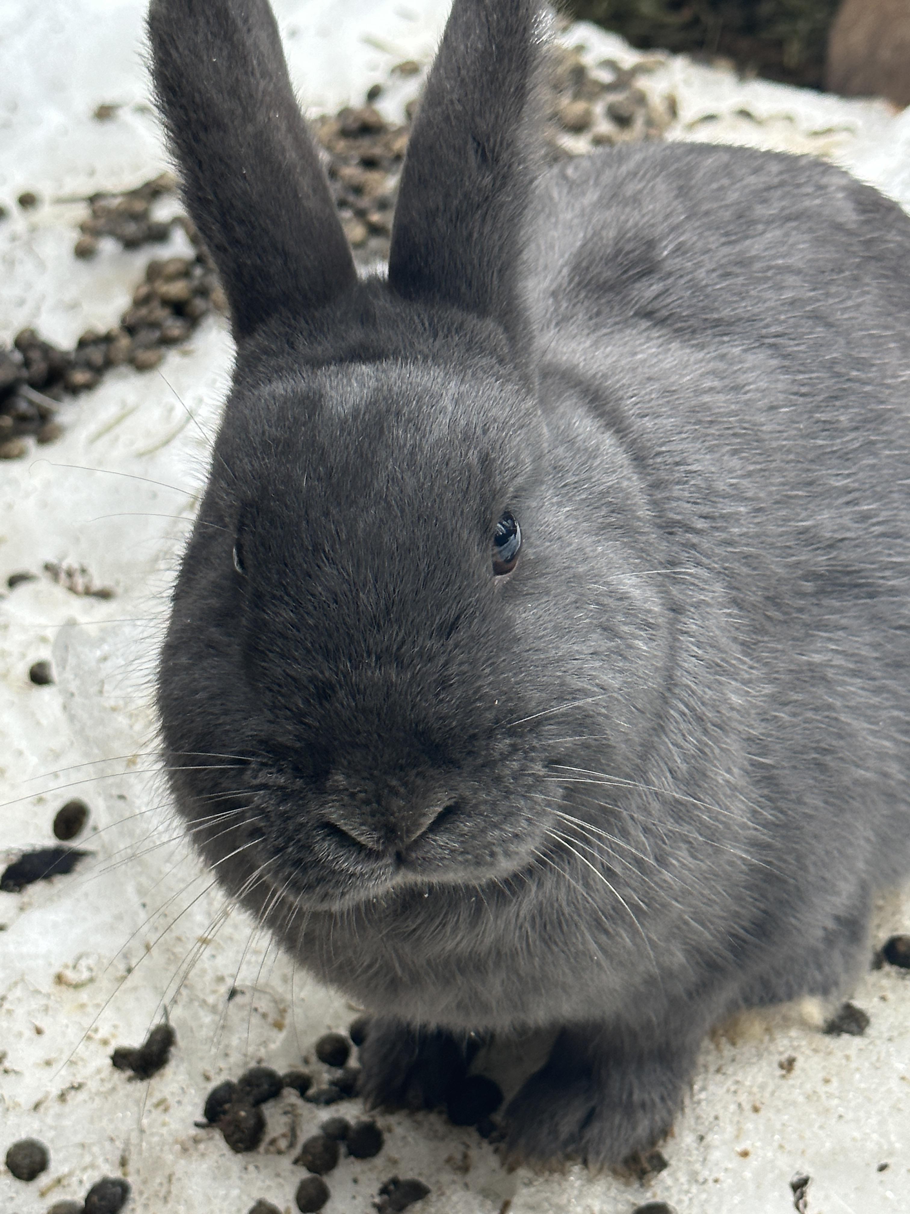 2 rabbits showed up at my place. | Scrolller