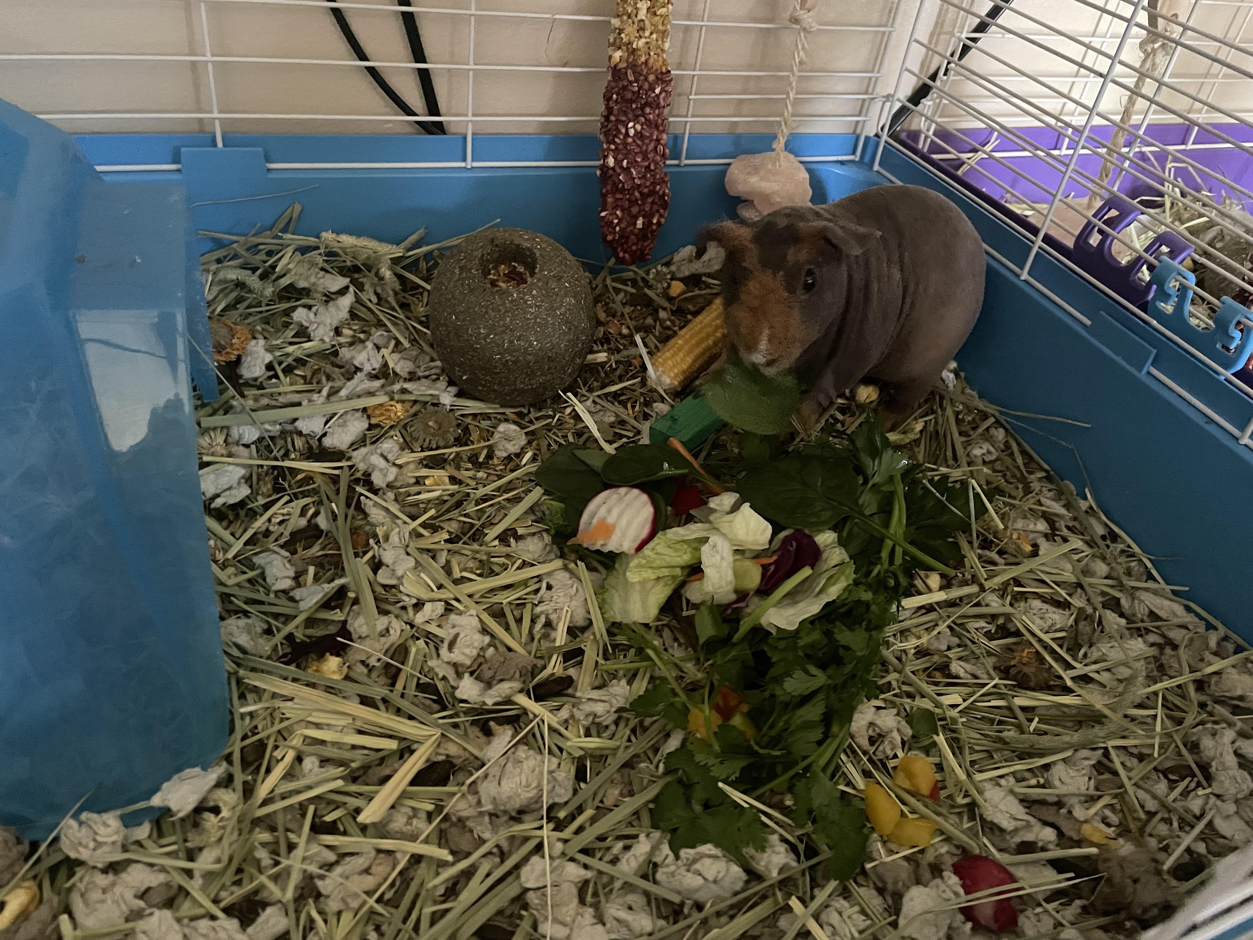 Eddie my naked piggy | Scrolller