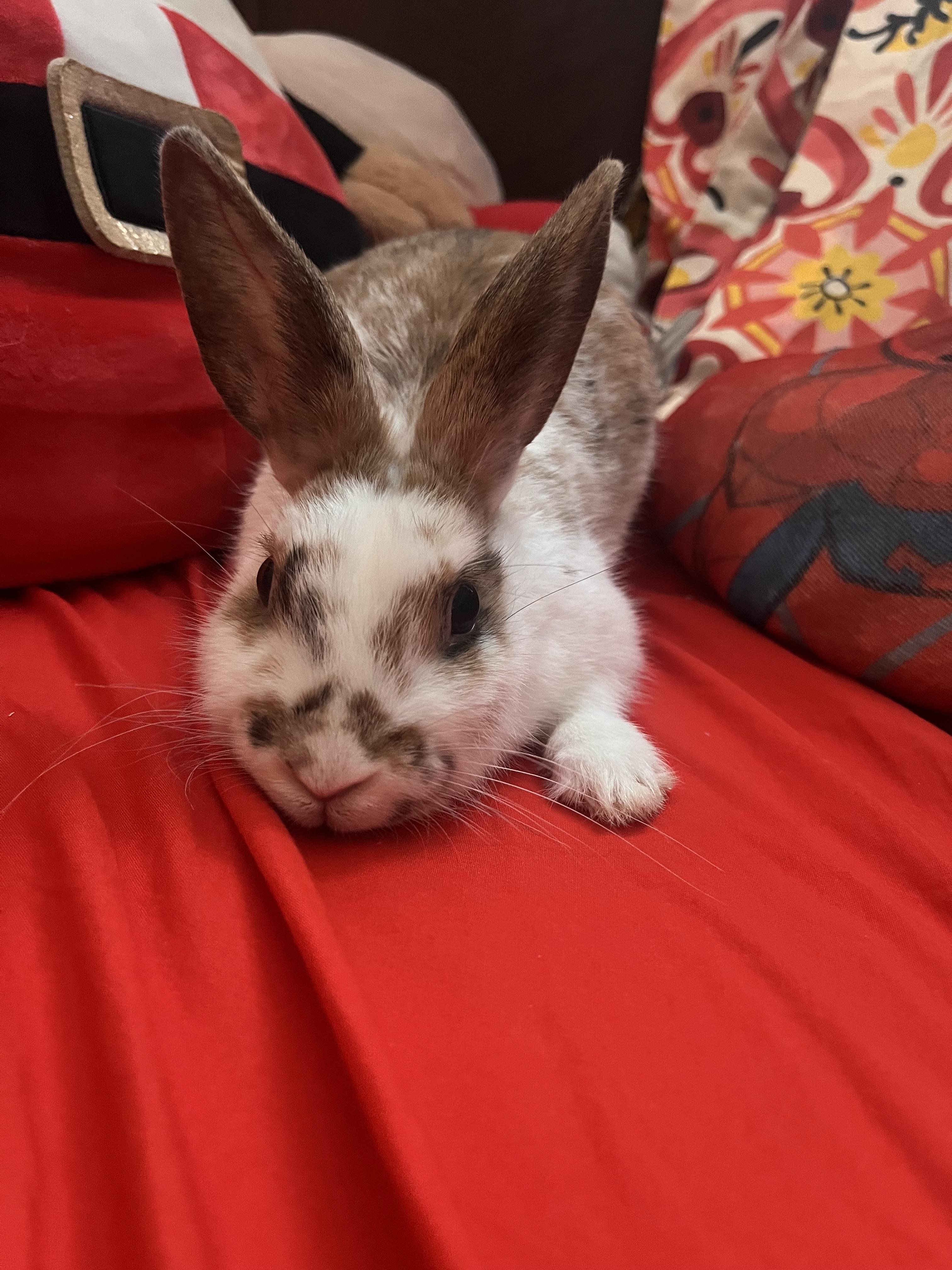 How old is my rabbit? | Scrolller