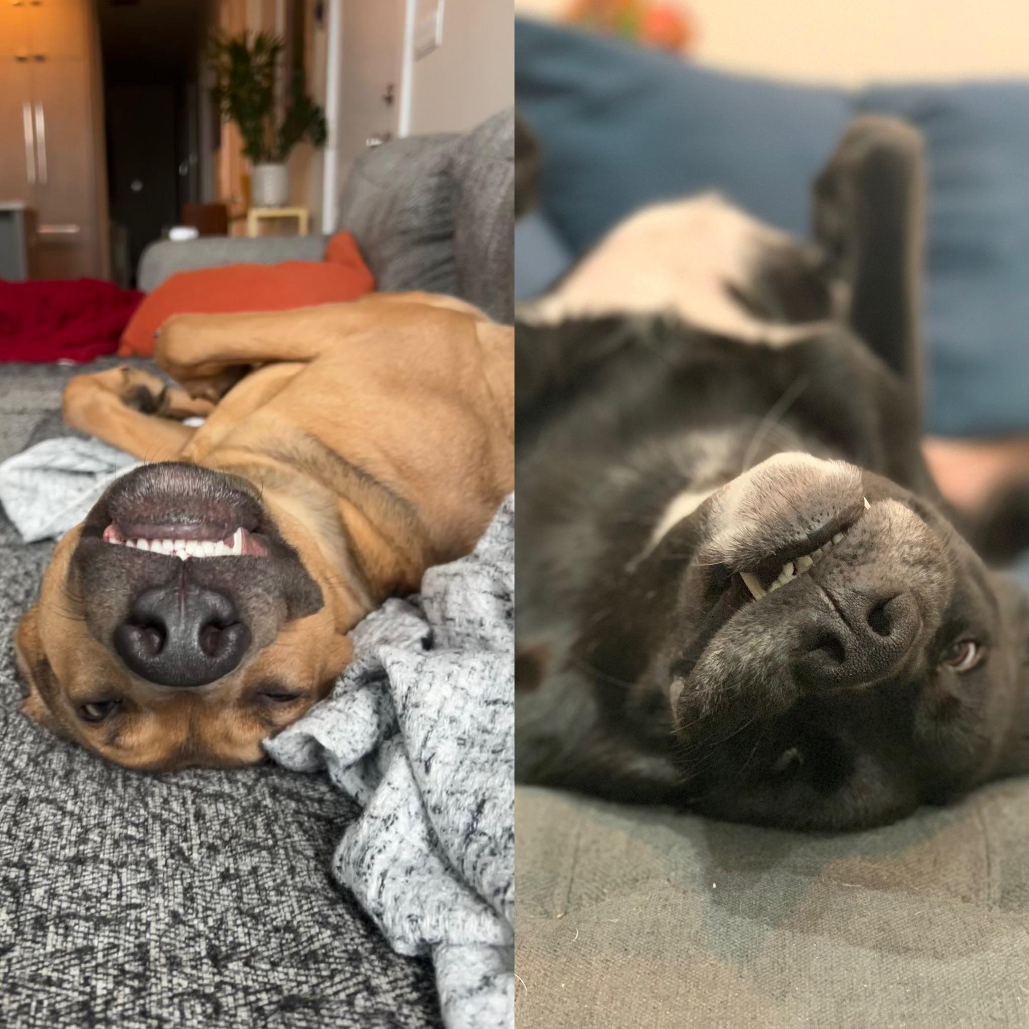 Meet Billy! | Scrolller