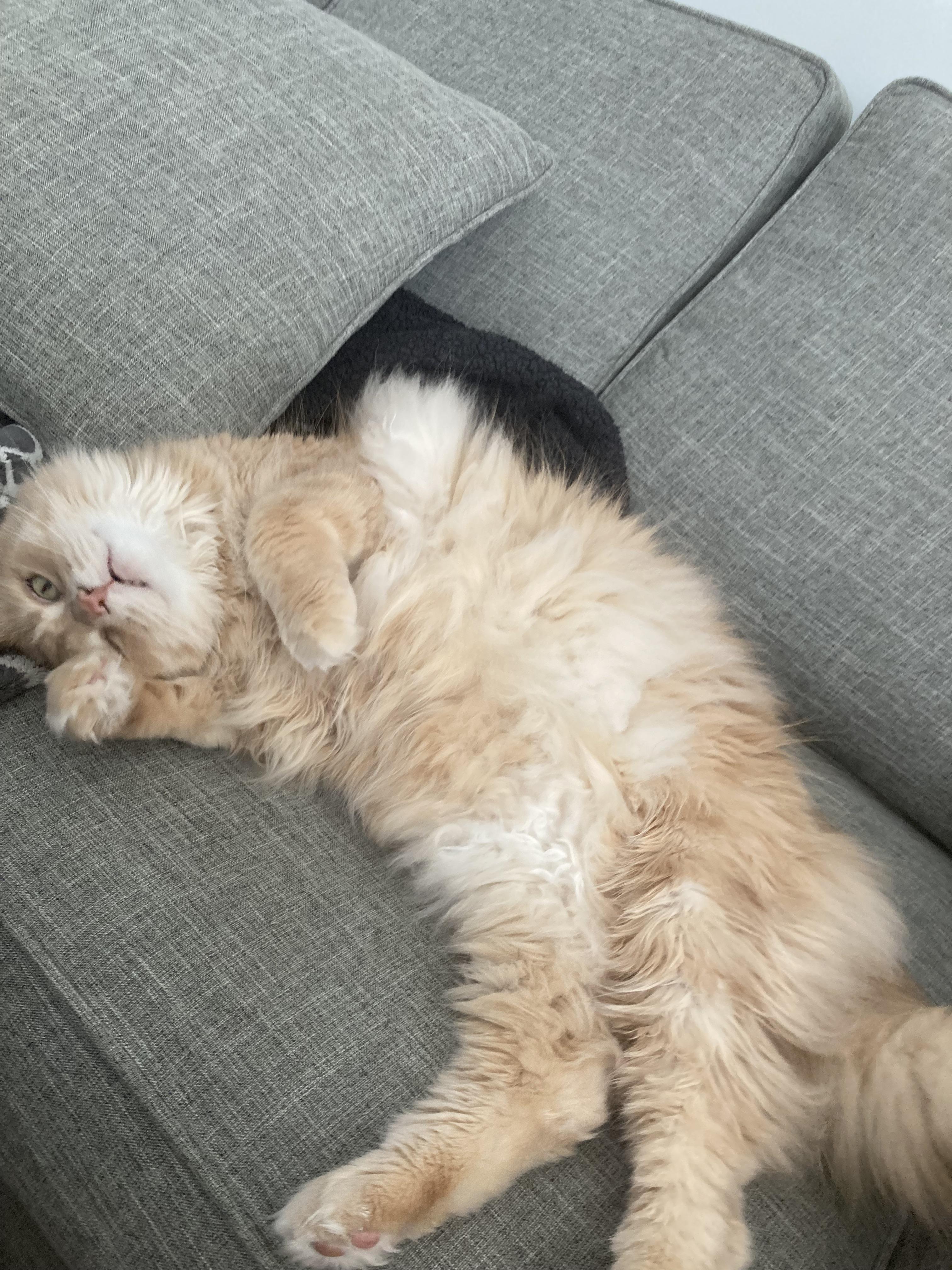 Mushi belly compilation | Scrolller