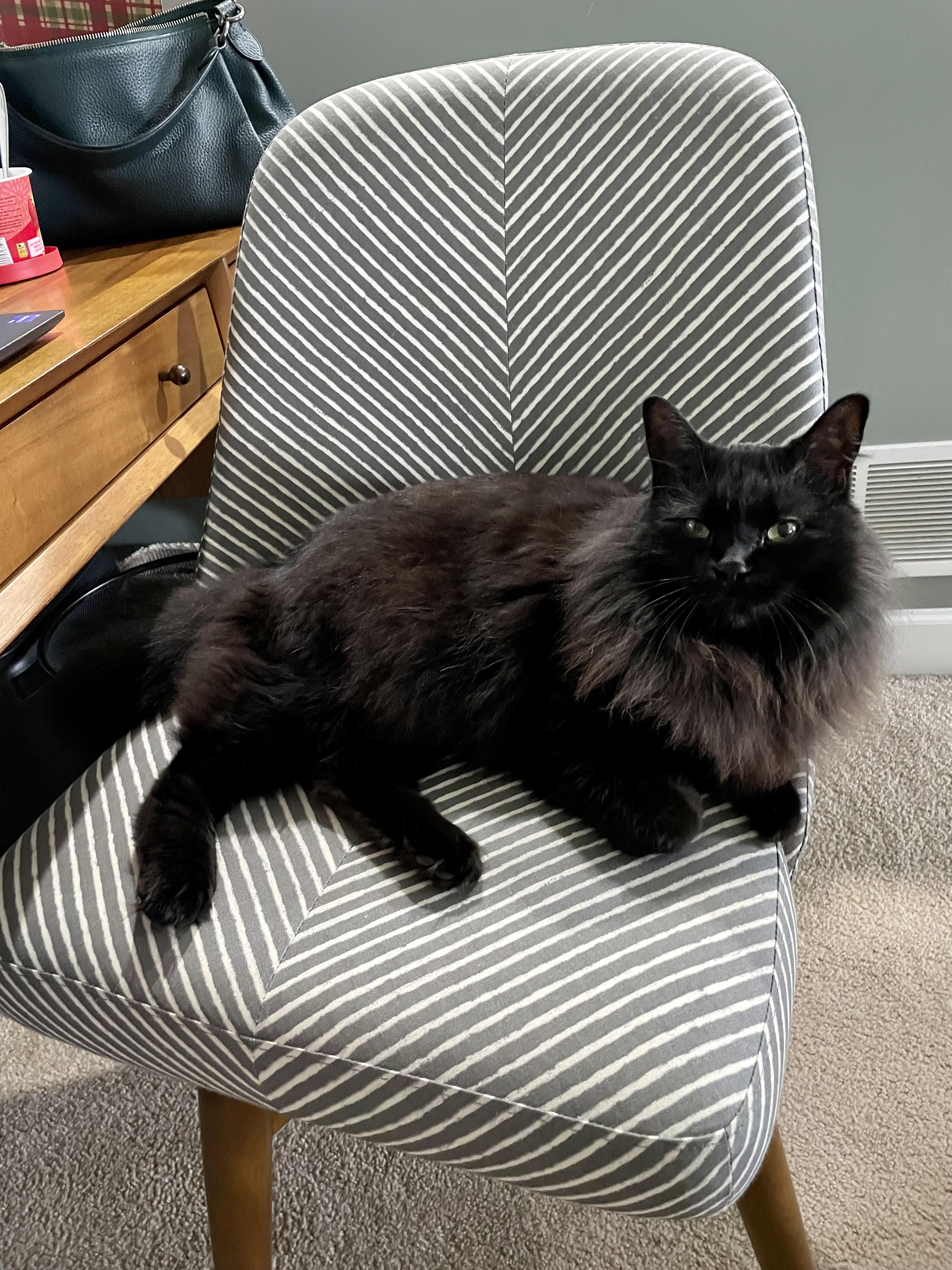 Discover more like Floof: Felix aka Mr. Foof and Related Content | Scrolller