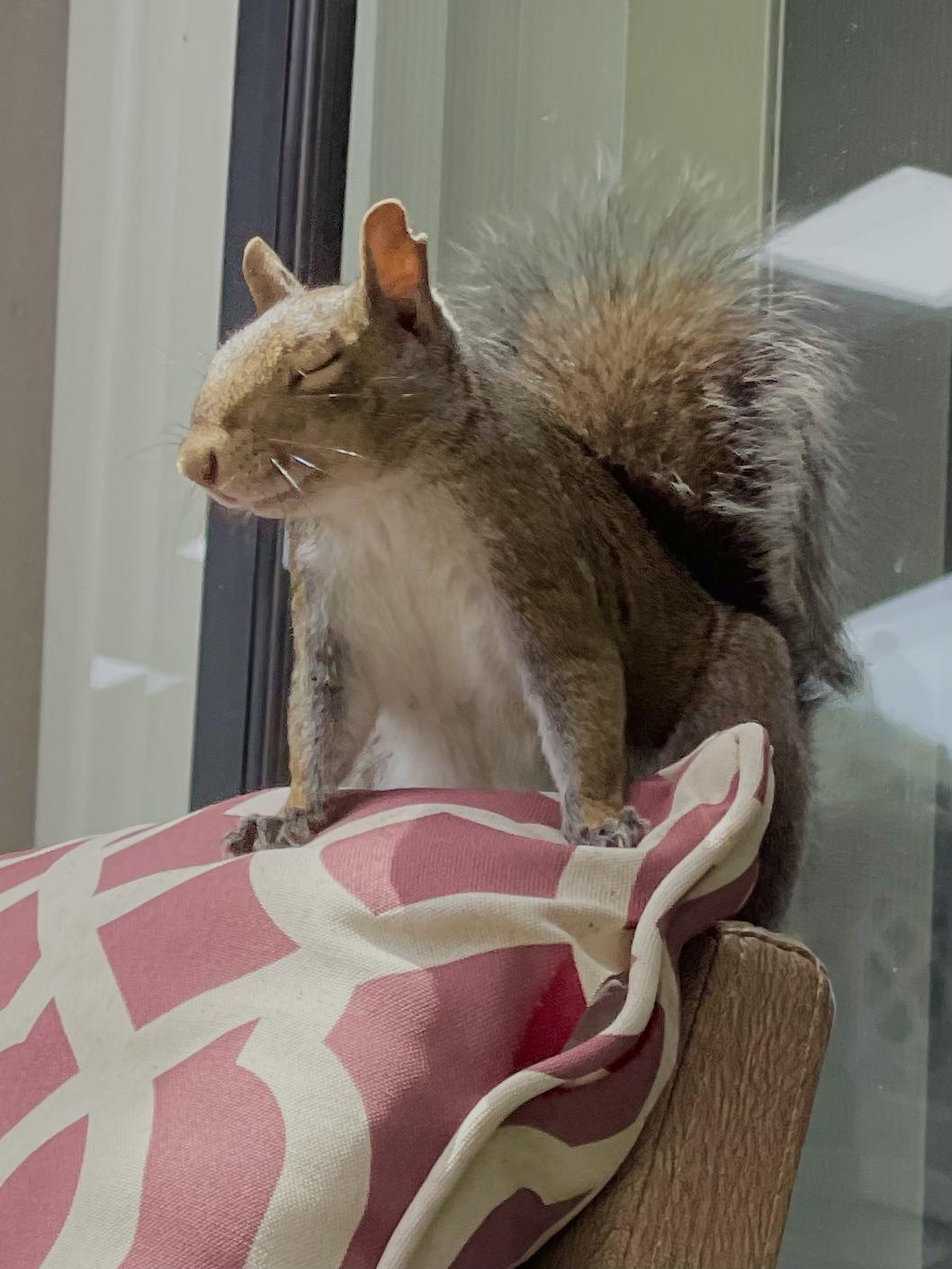 Discover more like Squirrels: Slippery Slope of Sharing Nuts and ...