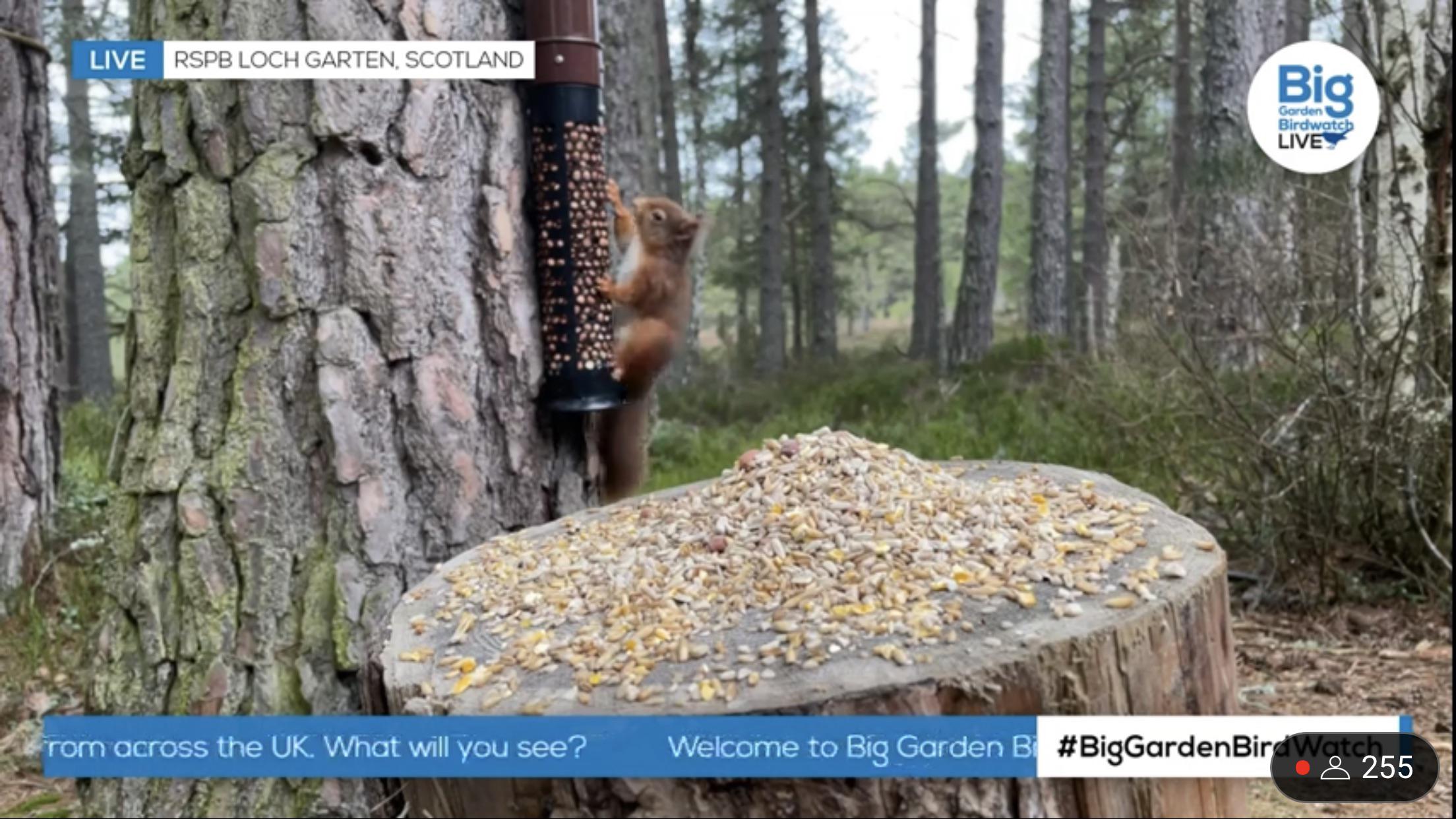Red squirrels on the RSPB’s Birdwatch livestream this morning 😊 | Scrolller