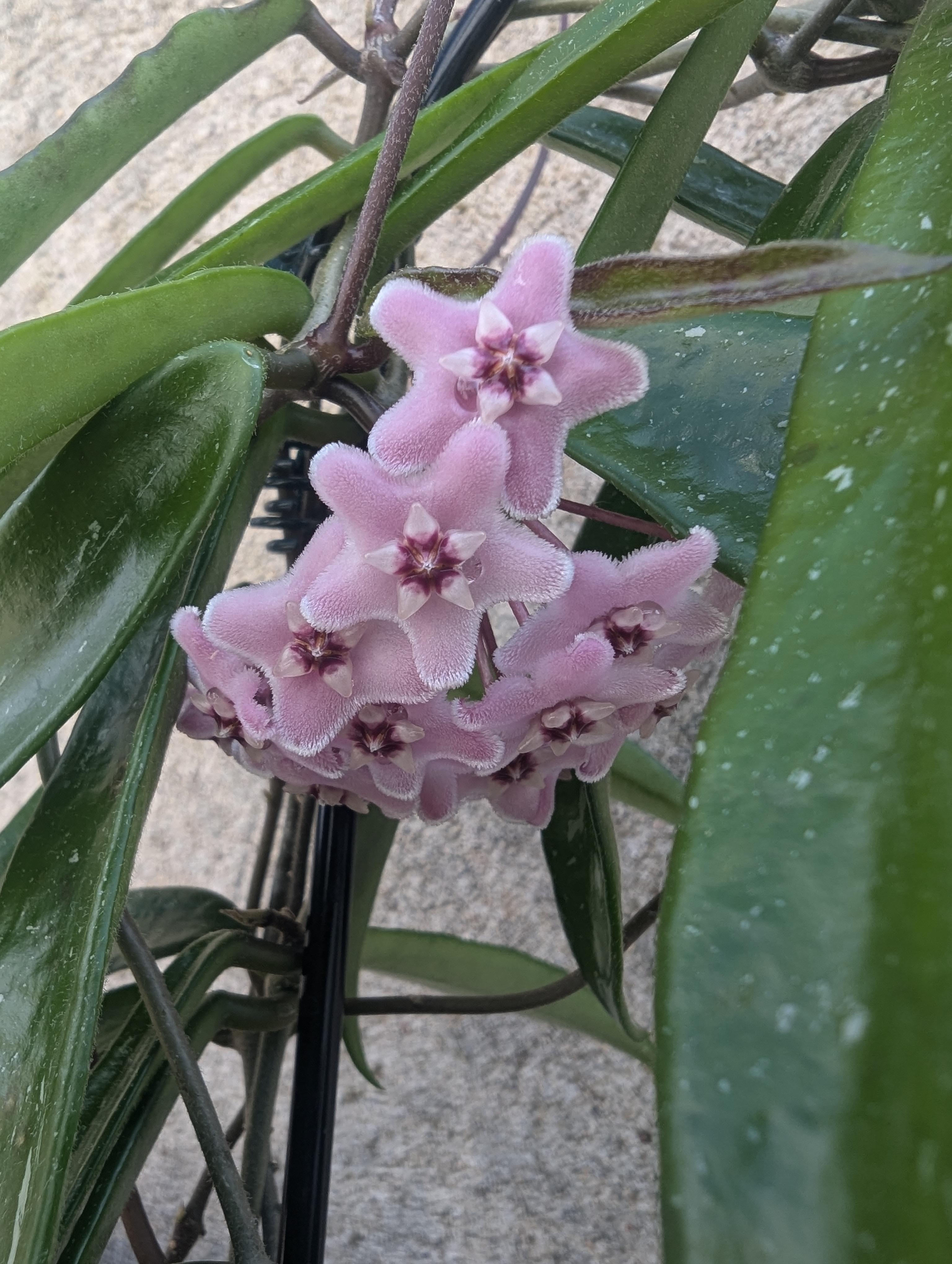 Hoya 'Minibelle' living her best life | Scrolller