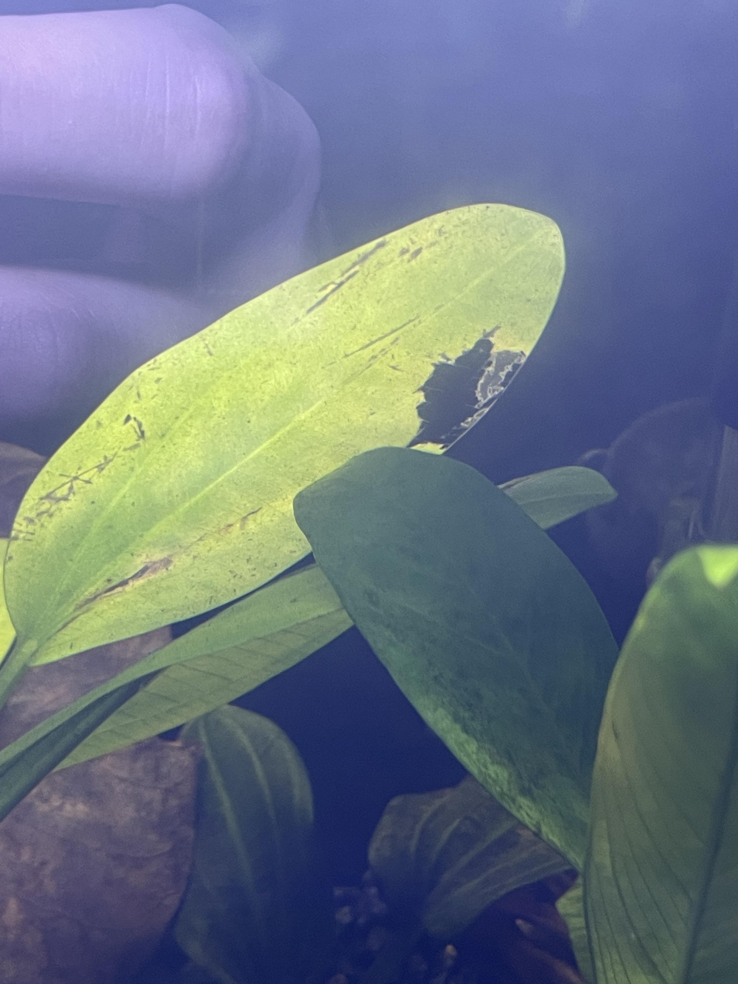 Some issues with Anubias and sword, thoughts? | Scrolller