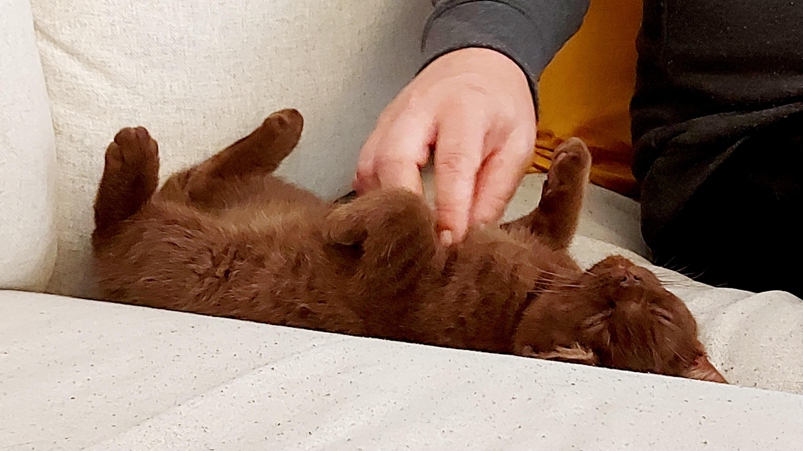 Belly rubs | Scrolller