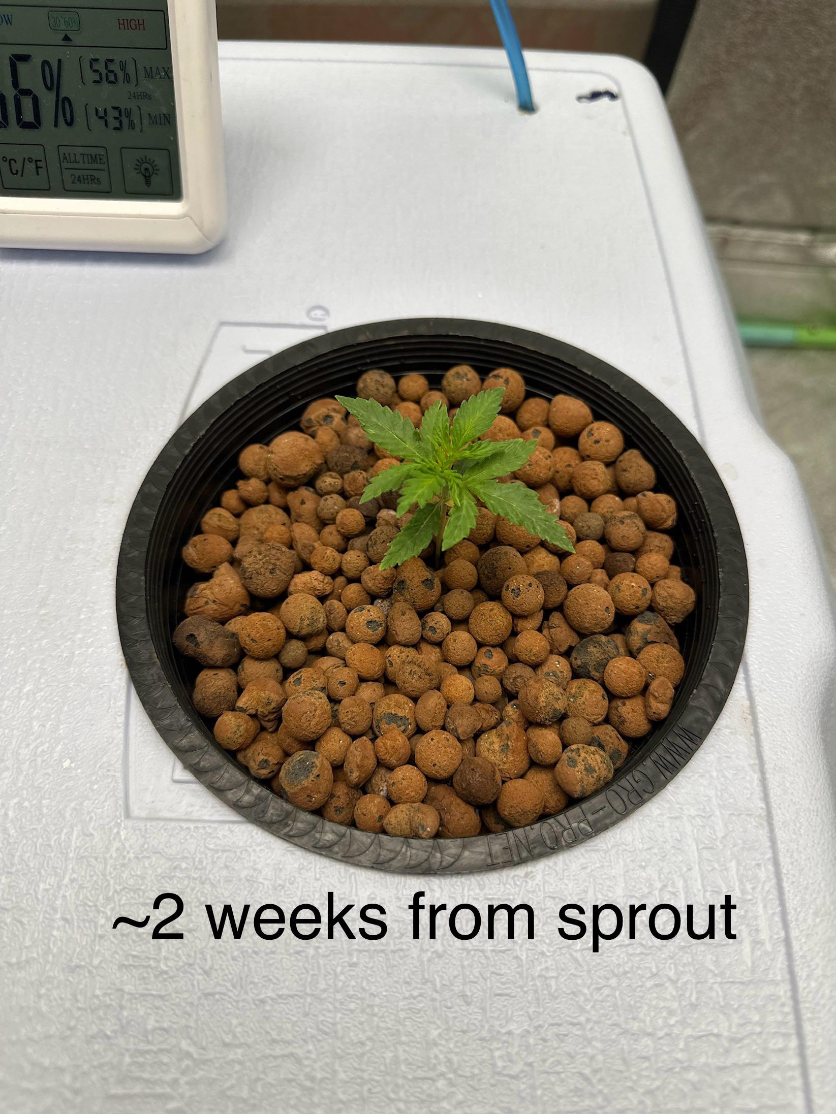 3 Bears OG x Mango Smile freebie - Cooler grow | Scrolller