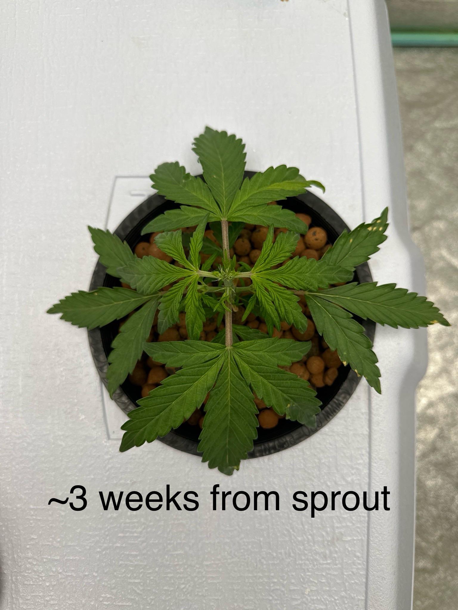 3 Bears OG x Mango Smile freebie - Cooler grow | Scrolller