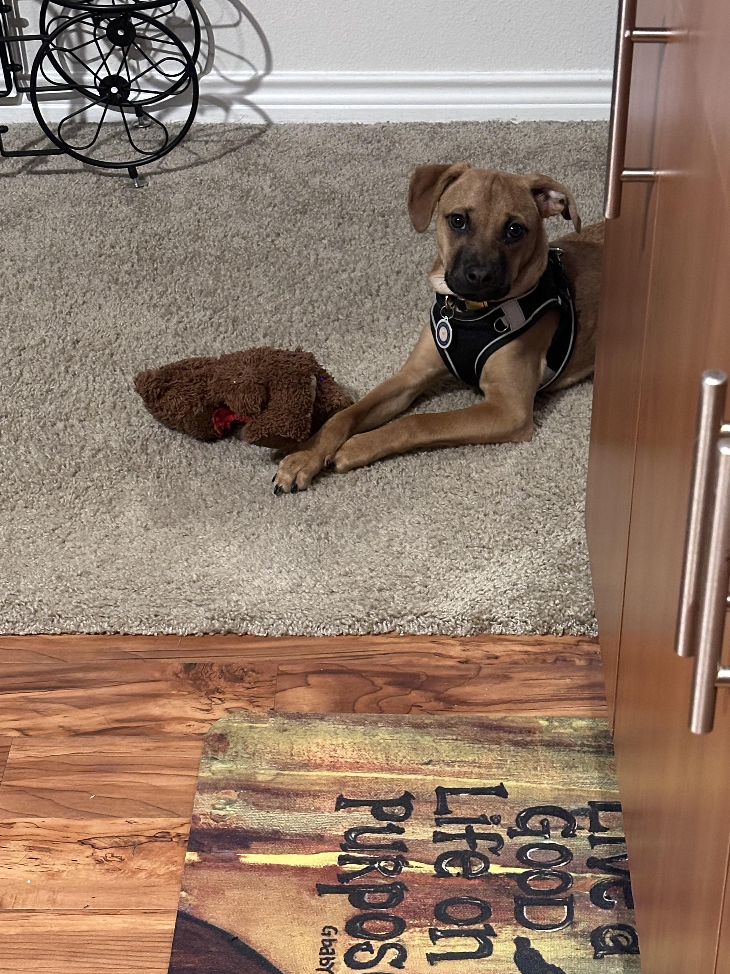 Commander the Cutie | Scrolller