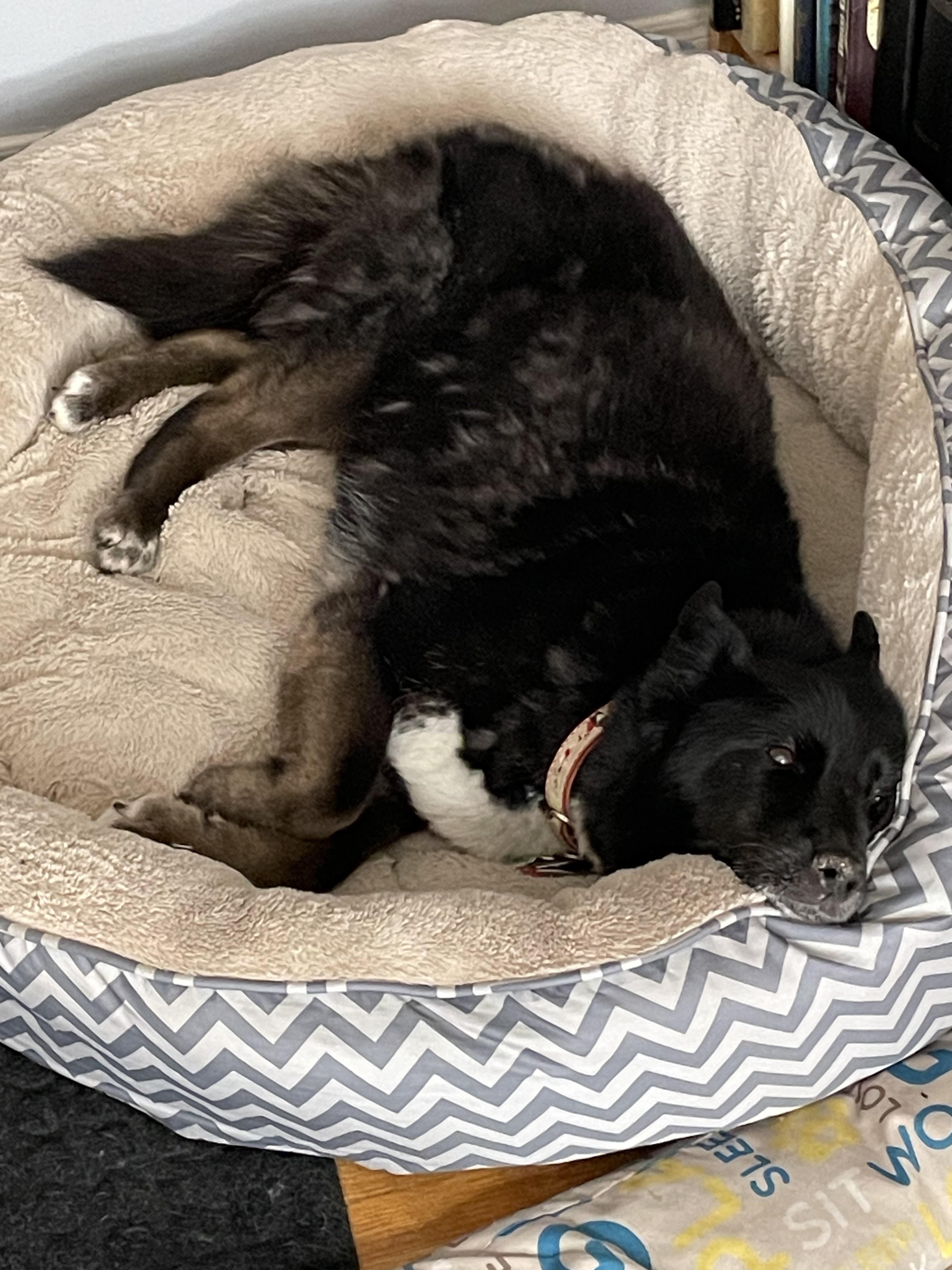 This is my beloved Ruby. | Scrolller