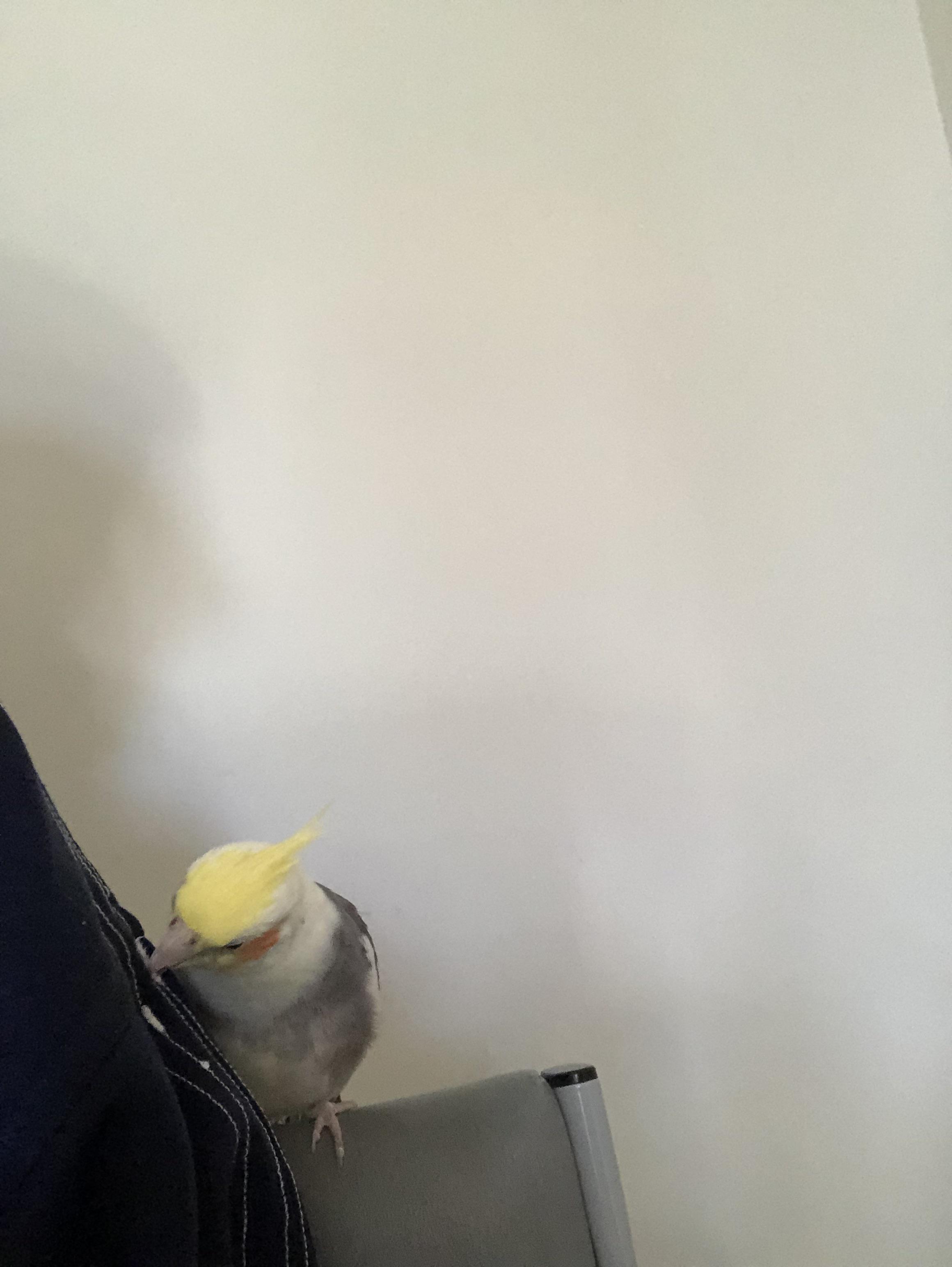 Three stages of P E C K | Scrolller