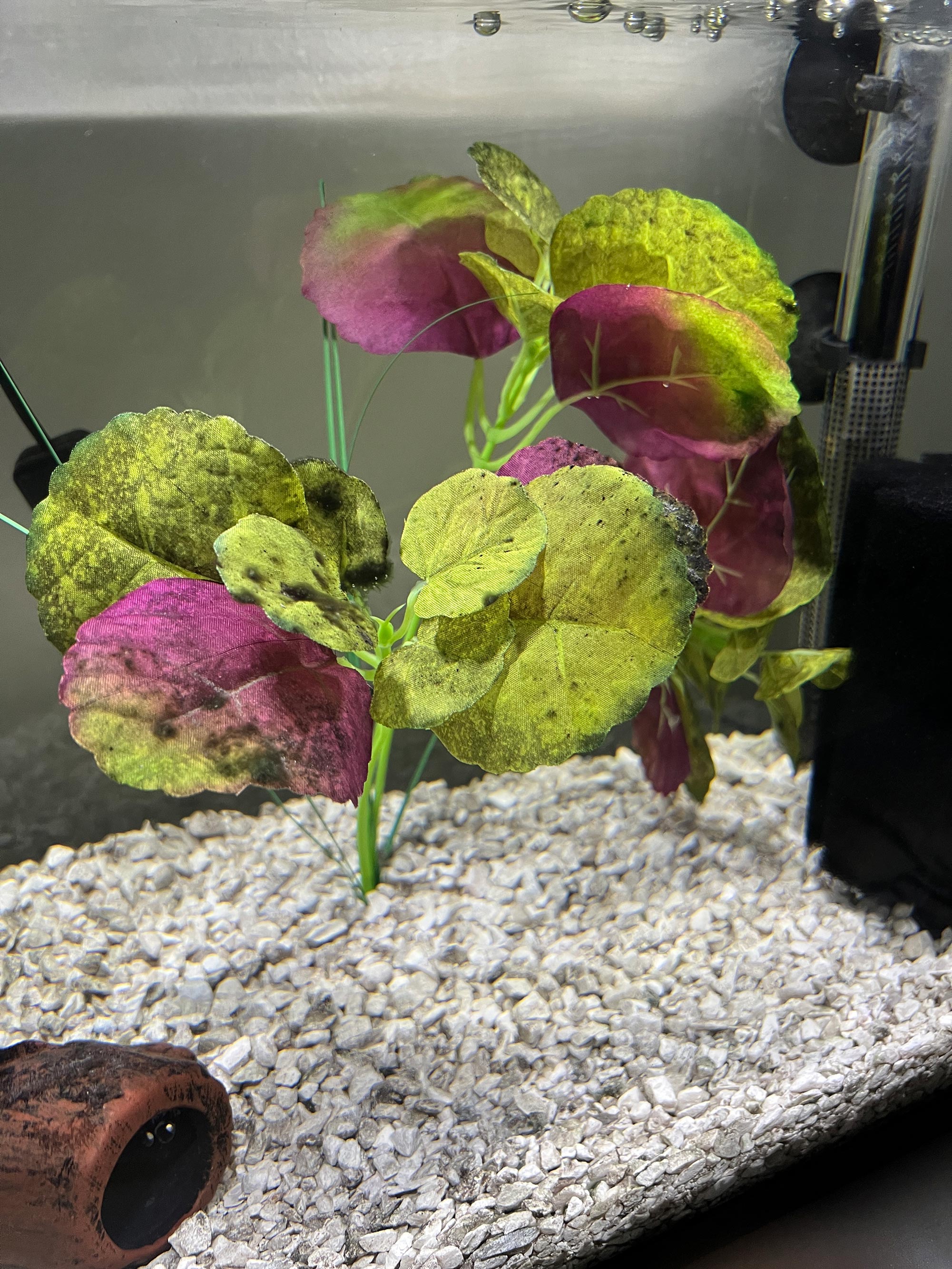 Algae? Growing in Tank | Scrolller