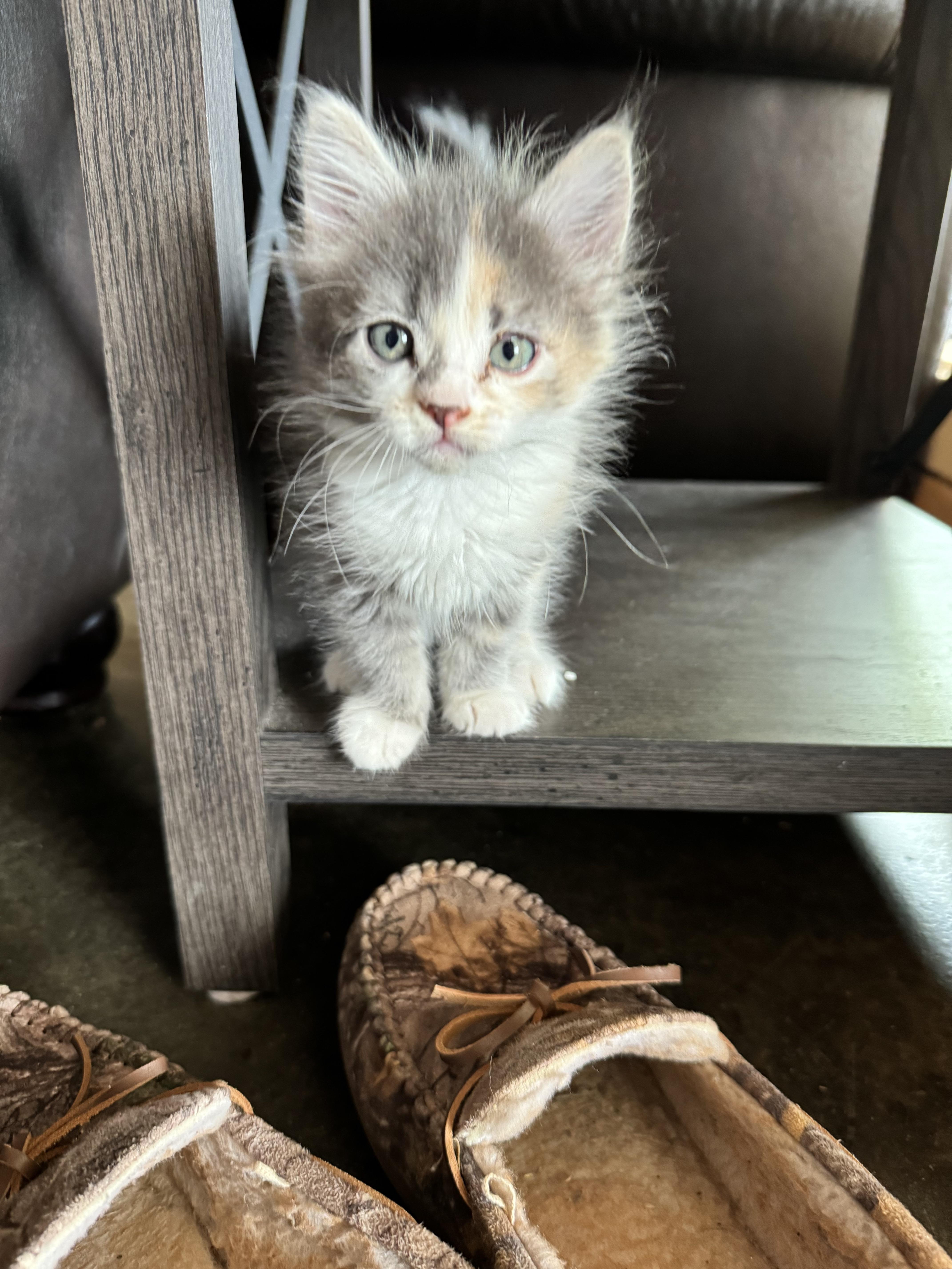 Discover more like Aww: My fluff when I got her compared to now 🐱 and Related Content | Scrolller