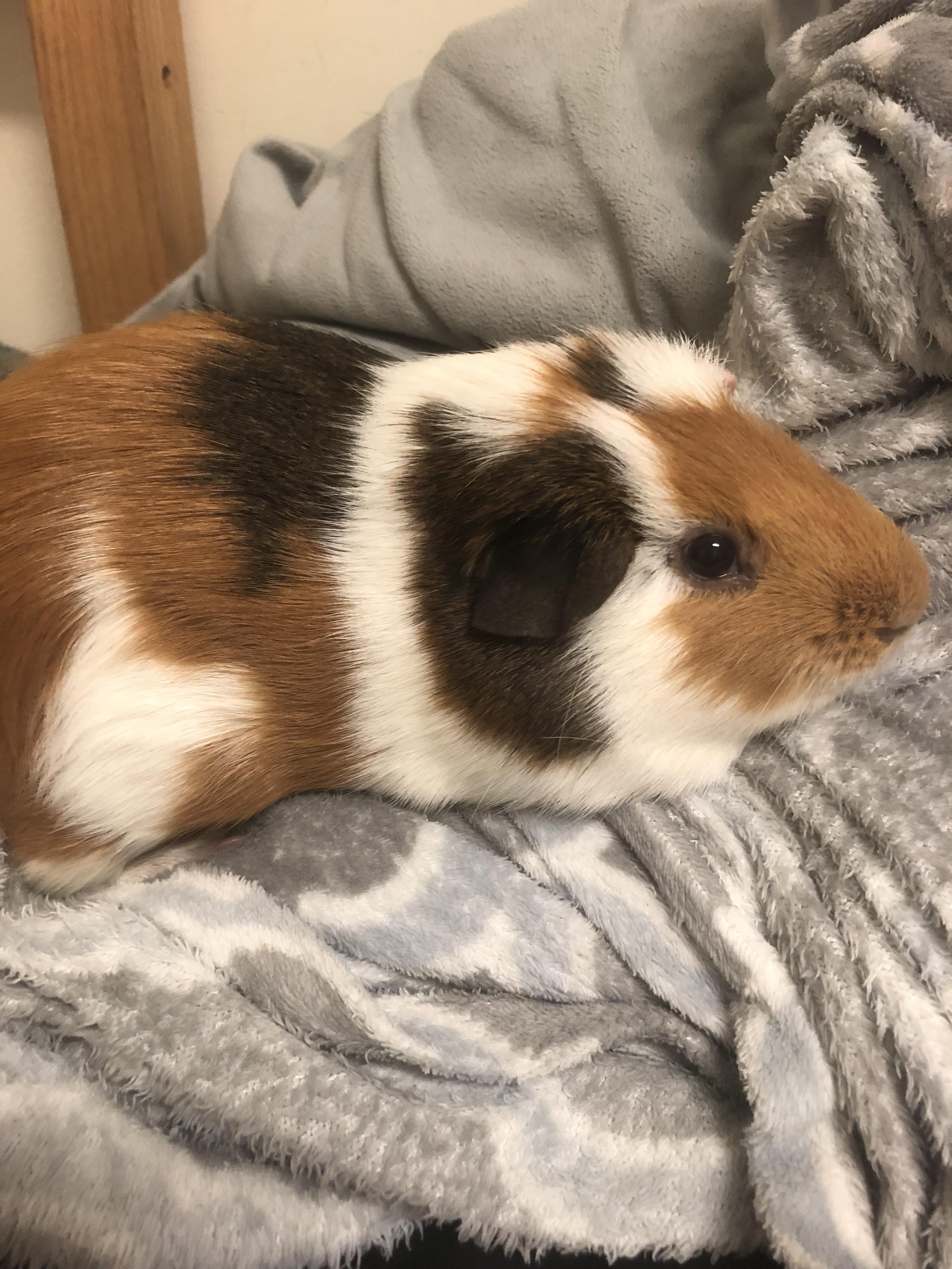 Sundae hiding his nails from the clipper: a compilation | Scrolller