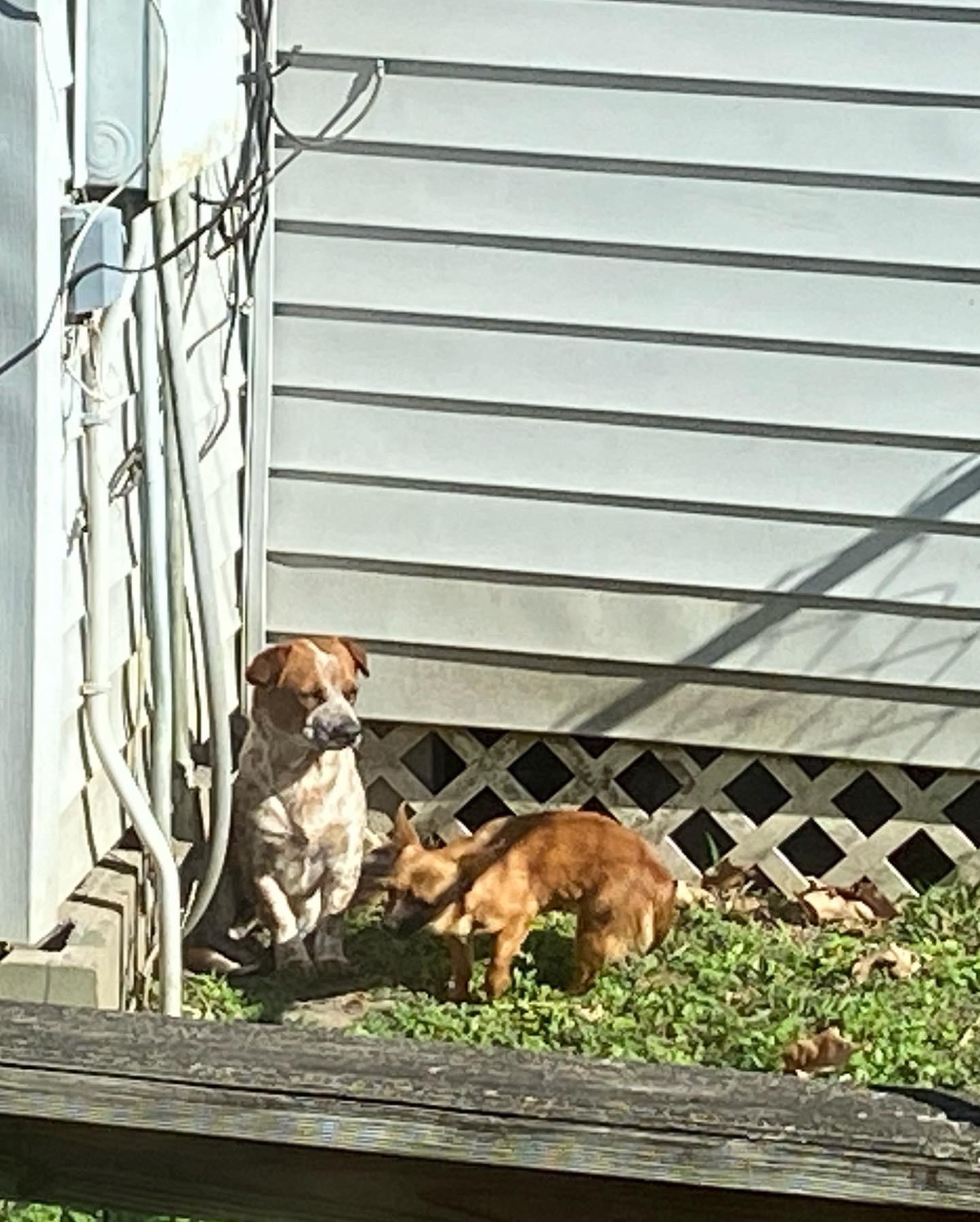 Great dog rescue story in the Heights | Scrolller