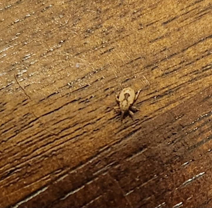 Is this a tick? | Scrolller