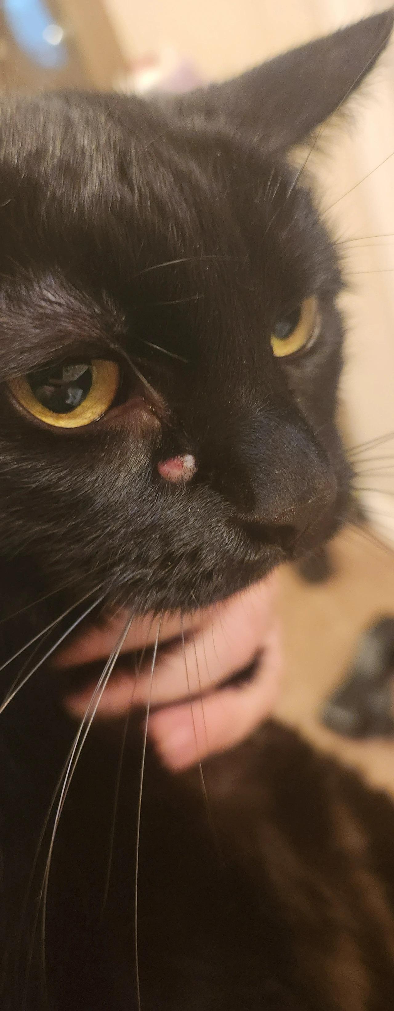 Suspicious bump on nose ? | Scrolller