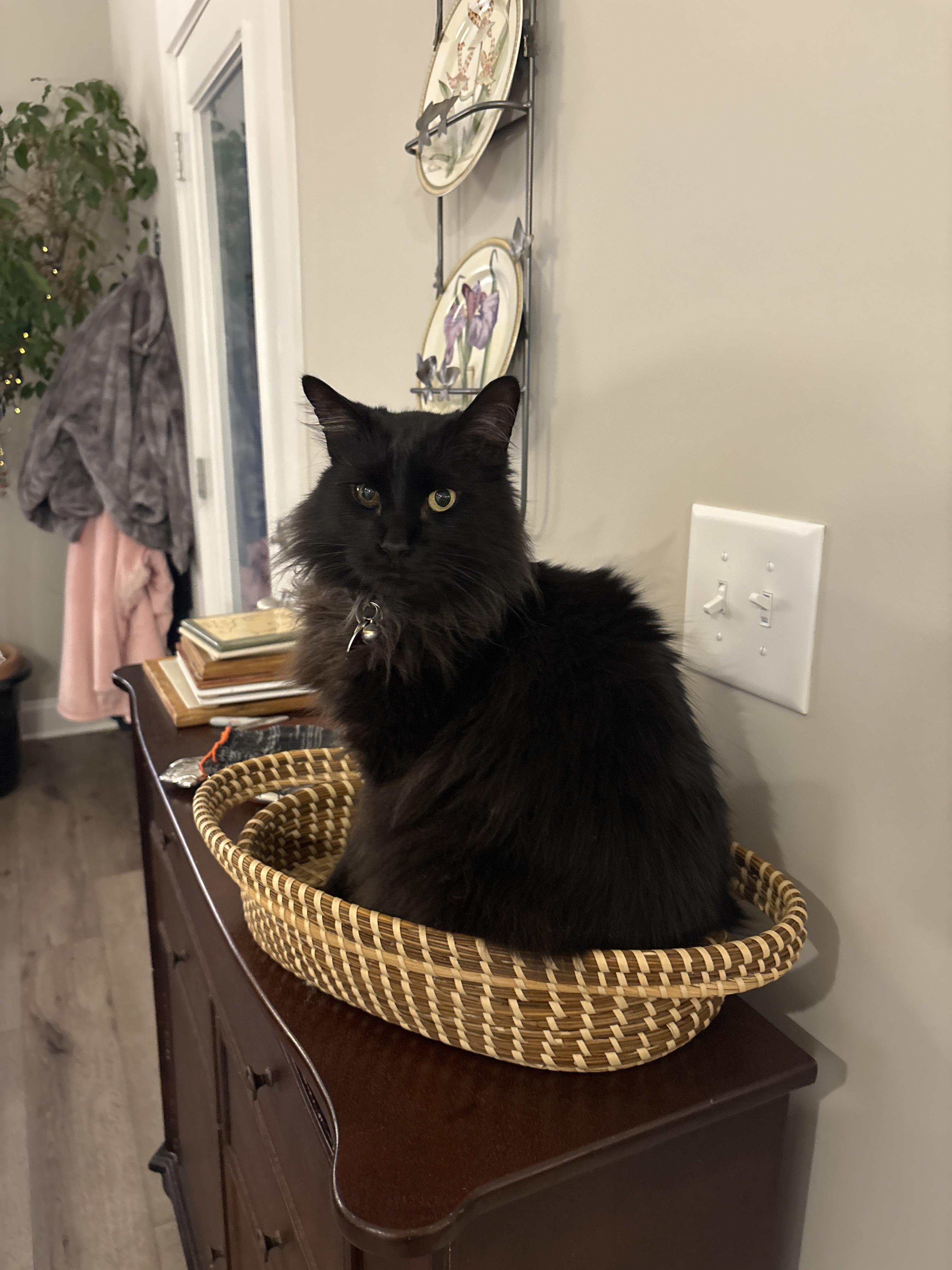 My creatures :) | Scrolller