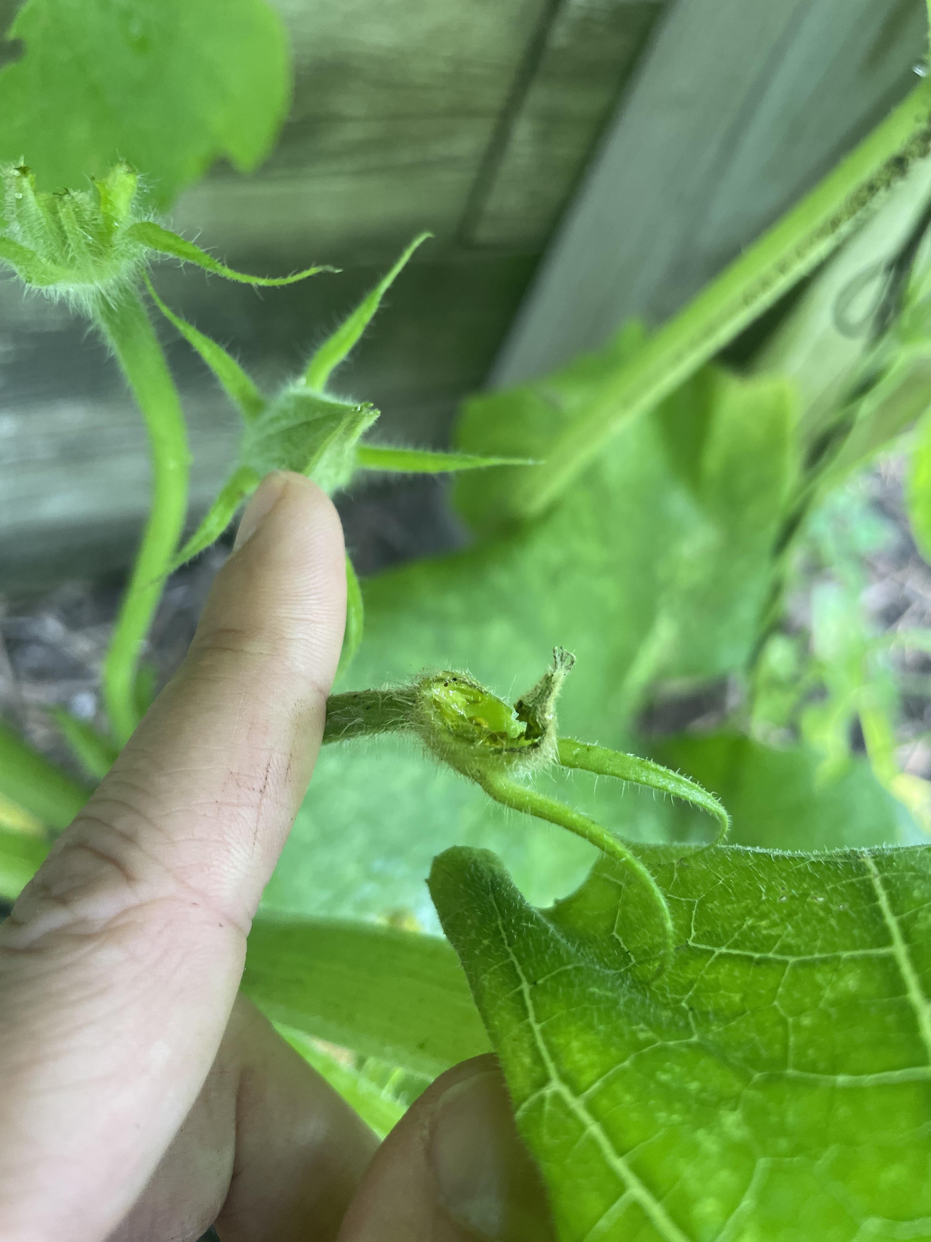 Who takes just one bite out of each squash blossom?? | Scrolller