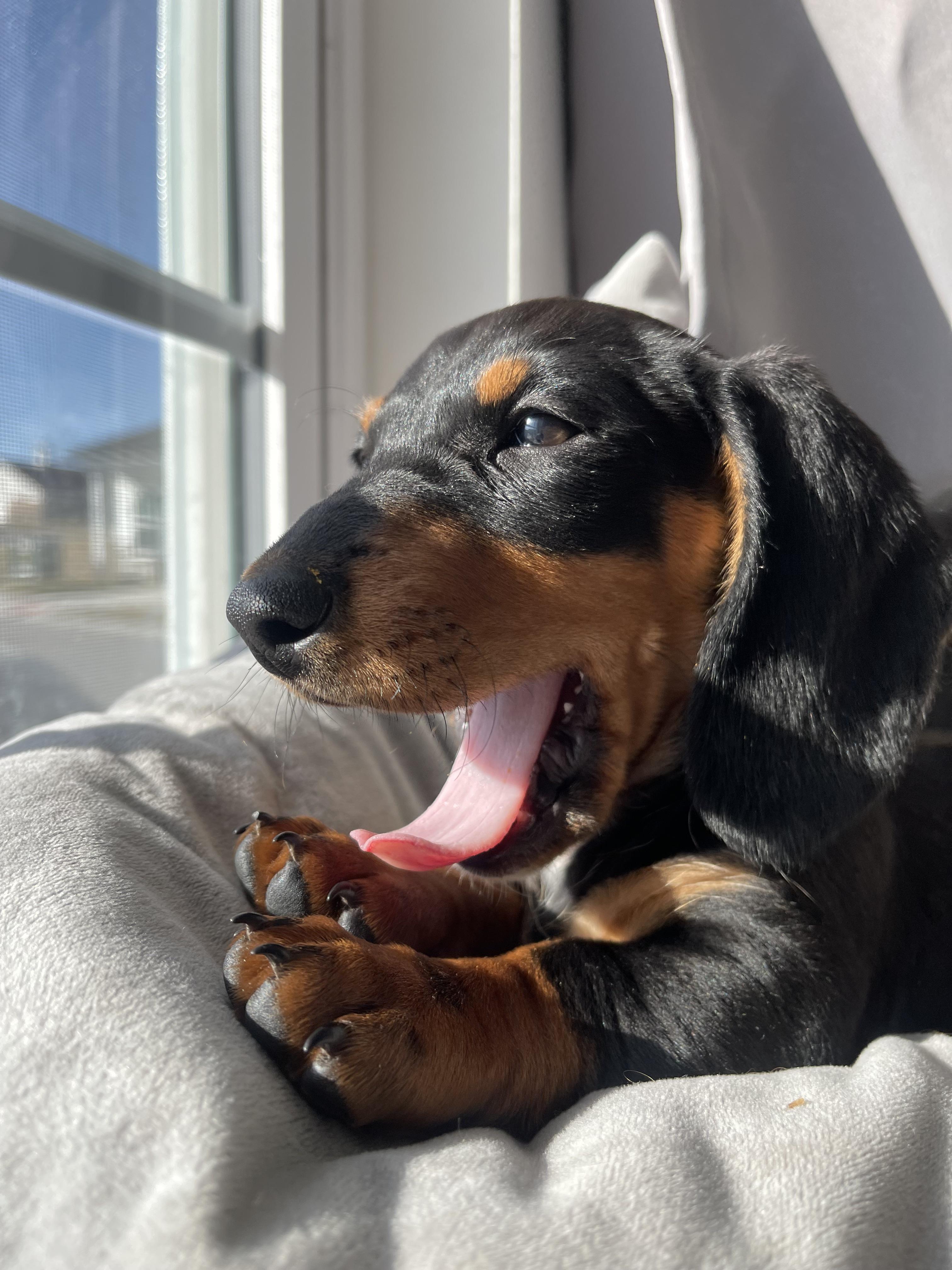 Pup cup coma🍦 | Scrolller