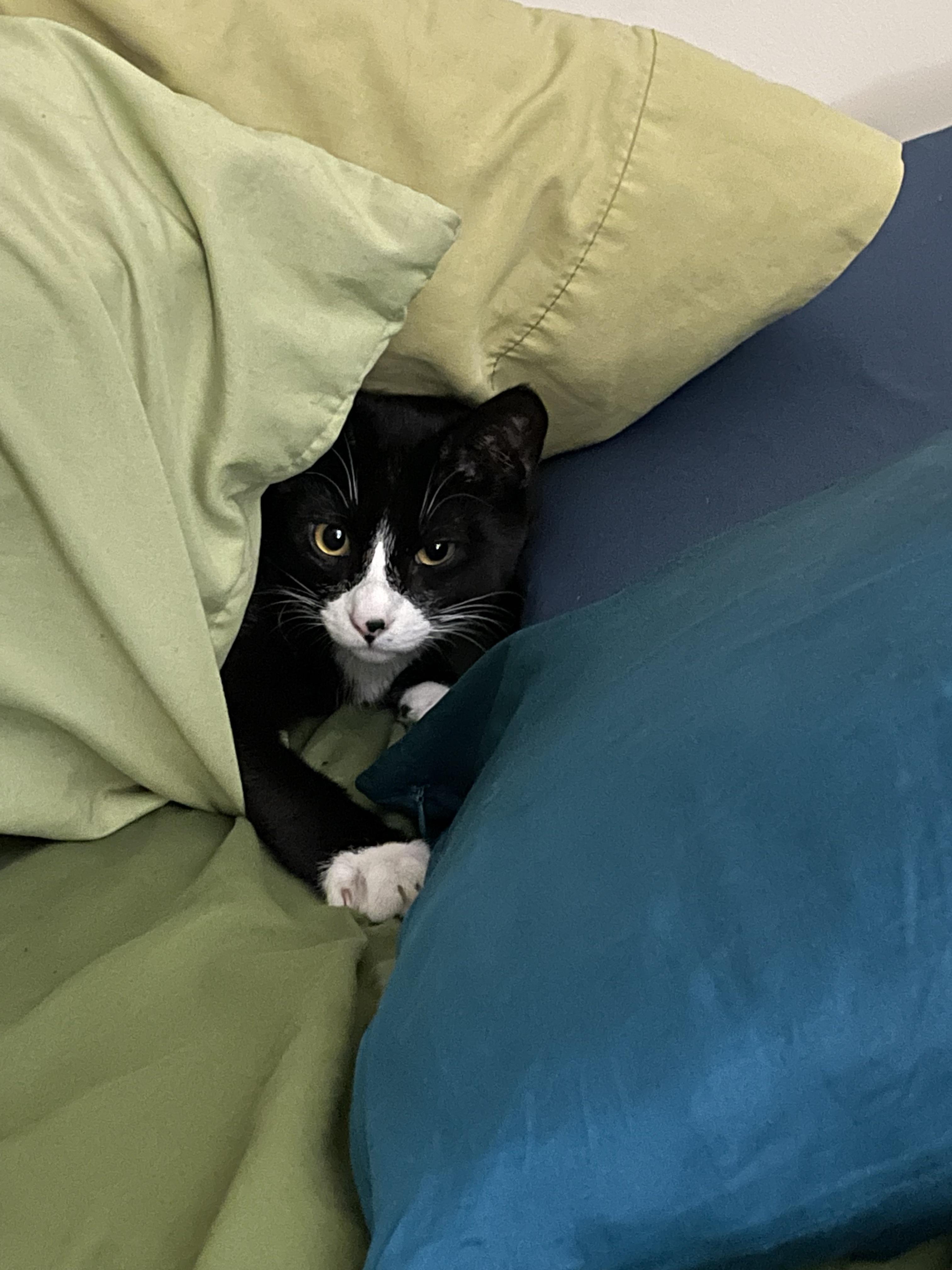 Peeker attack | Scrolller