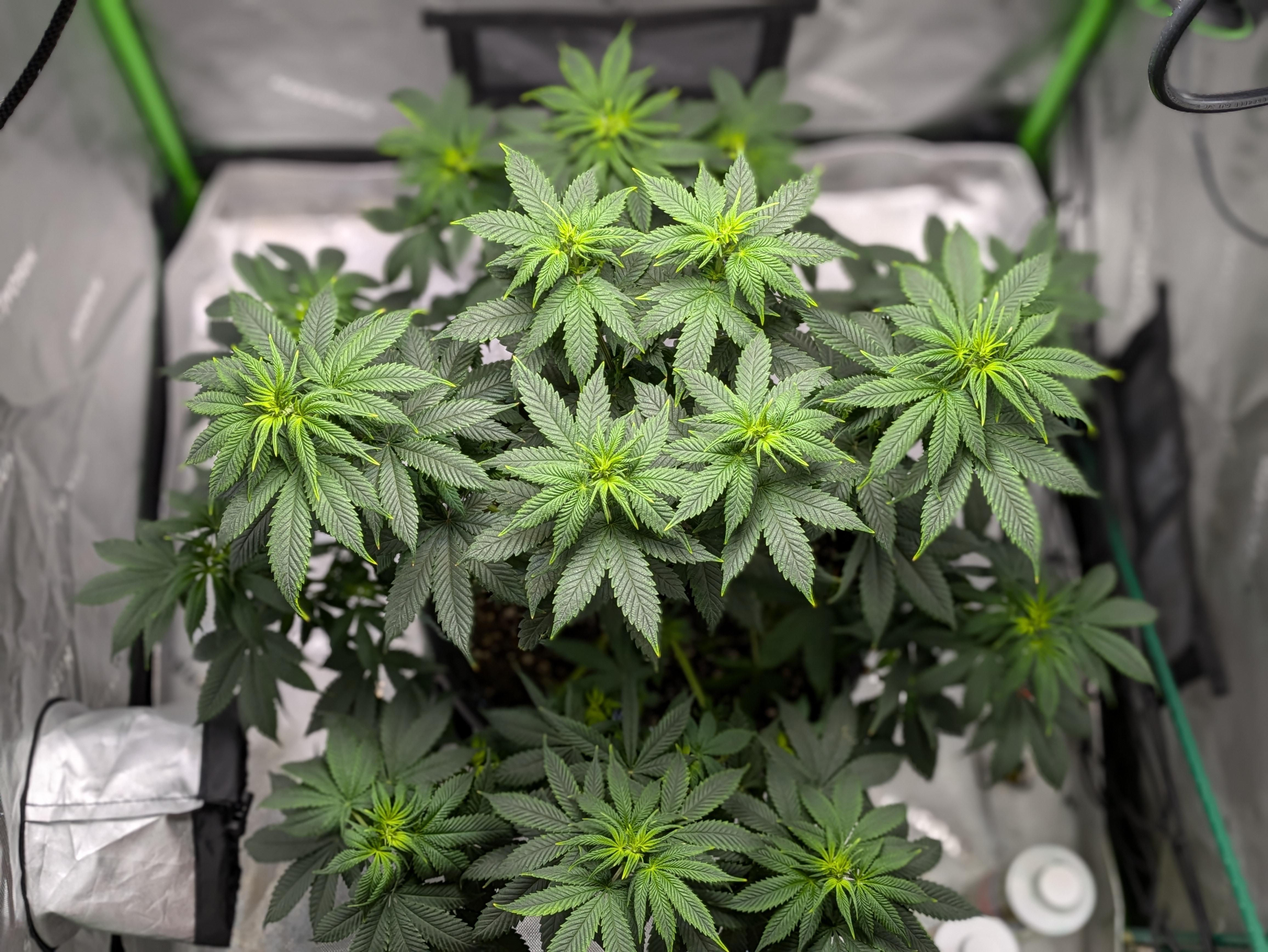 Proud father | Scrolller