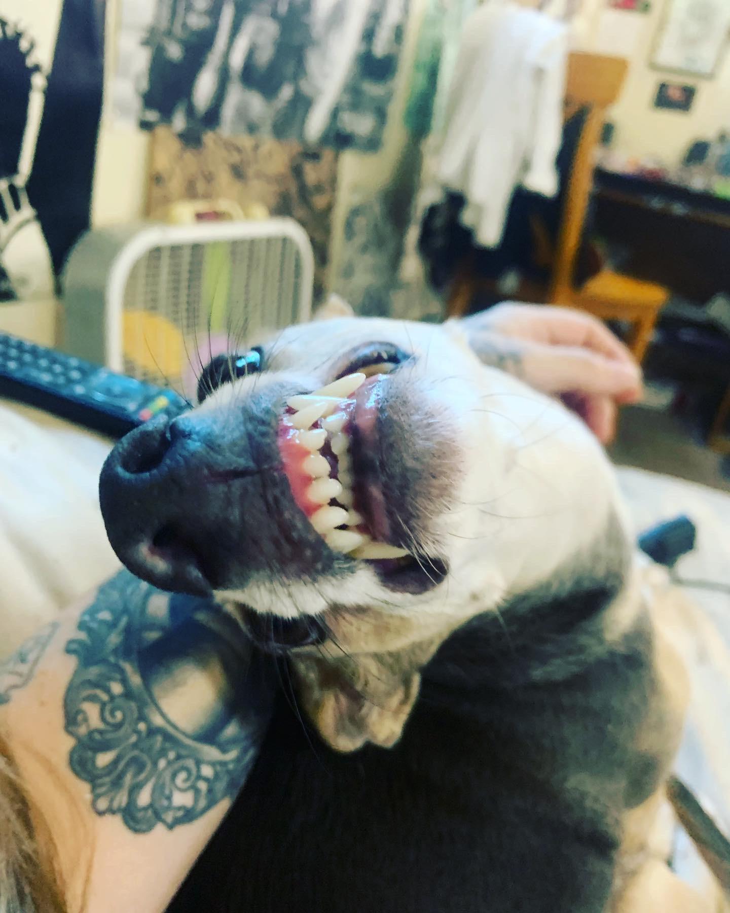 (Oc) Ivy has a lovely smile! | Scrolller