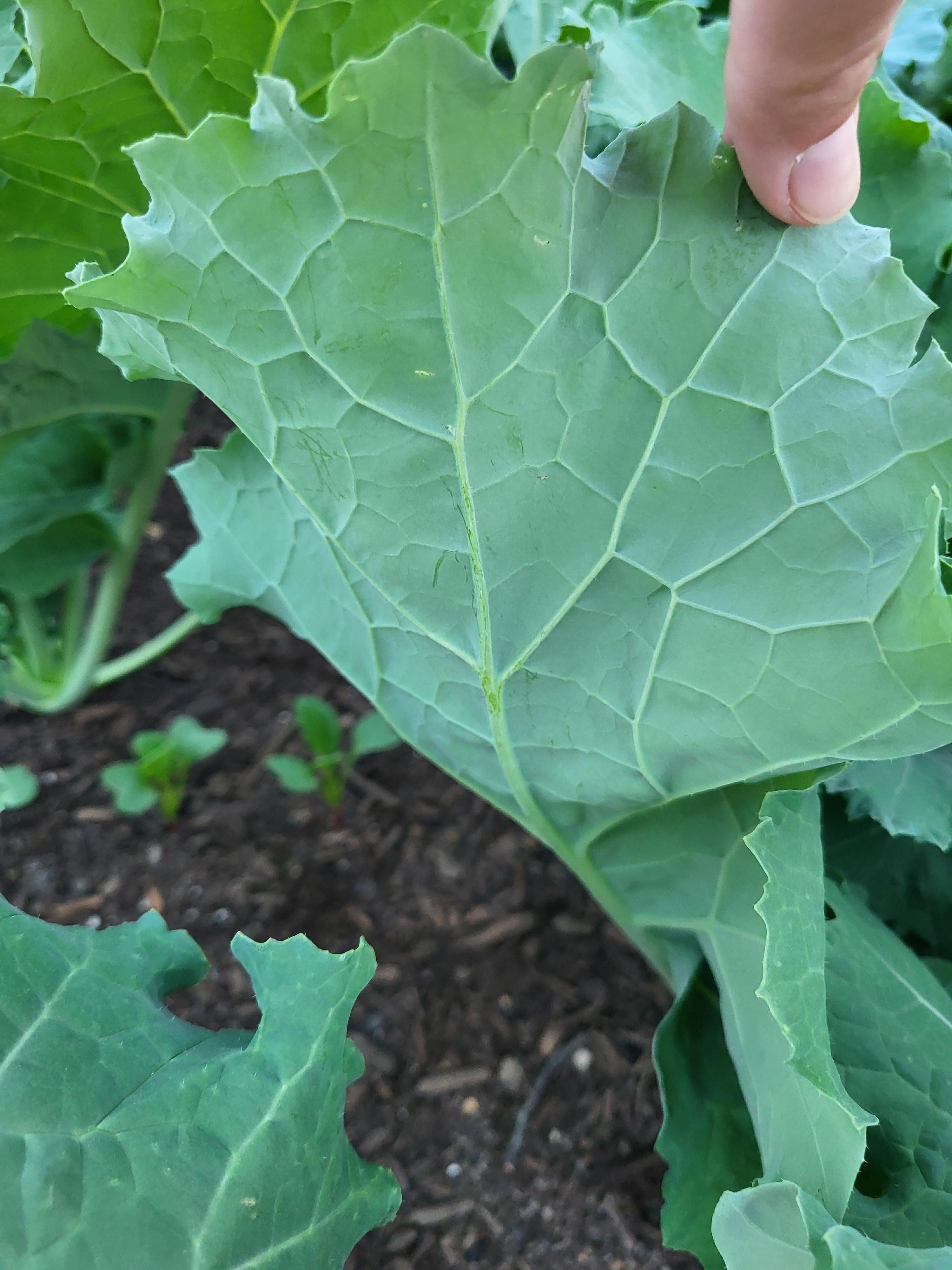 What the hell am I growing? | Scrolller