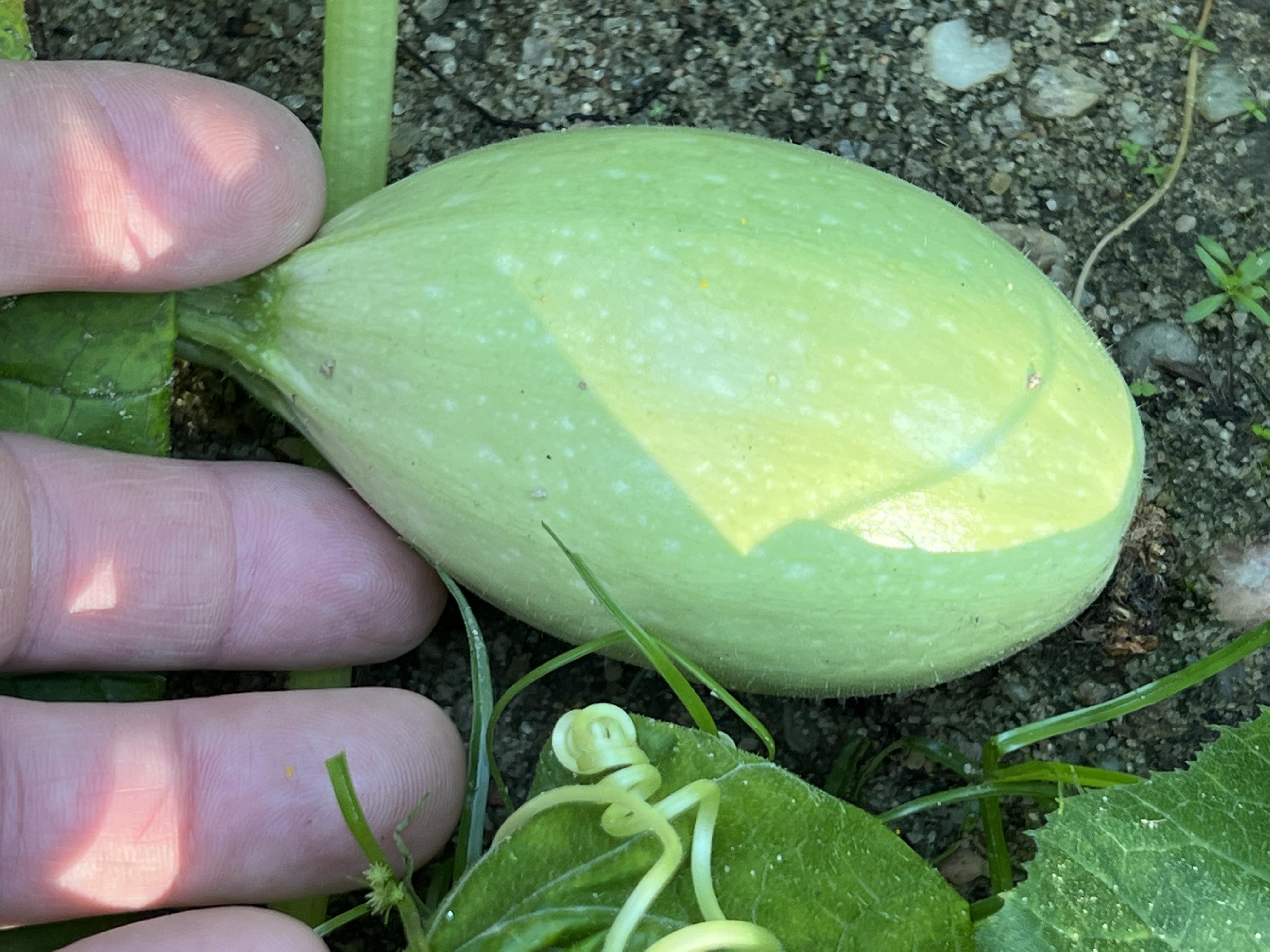 Is this a Spaghetti Squash? | Scrolller