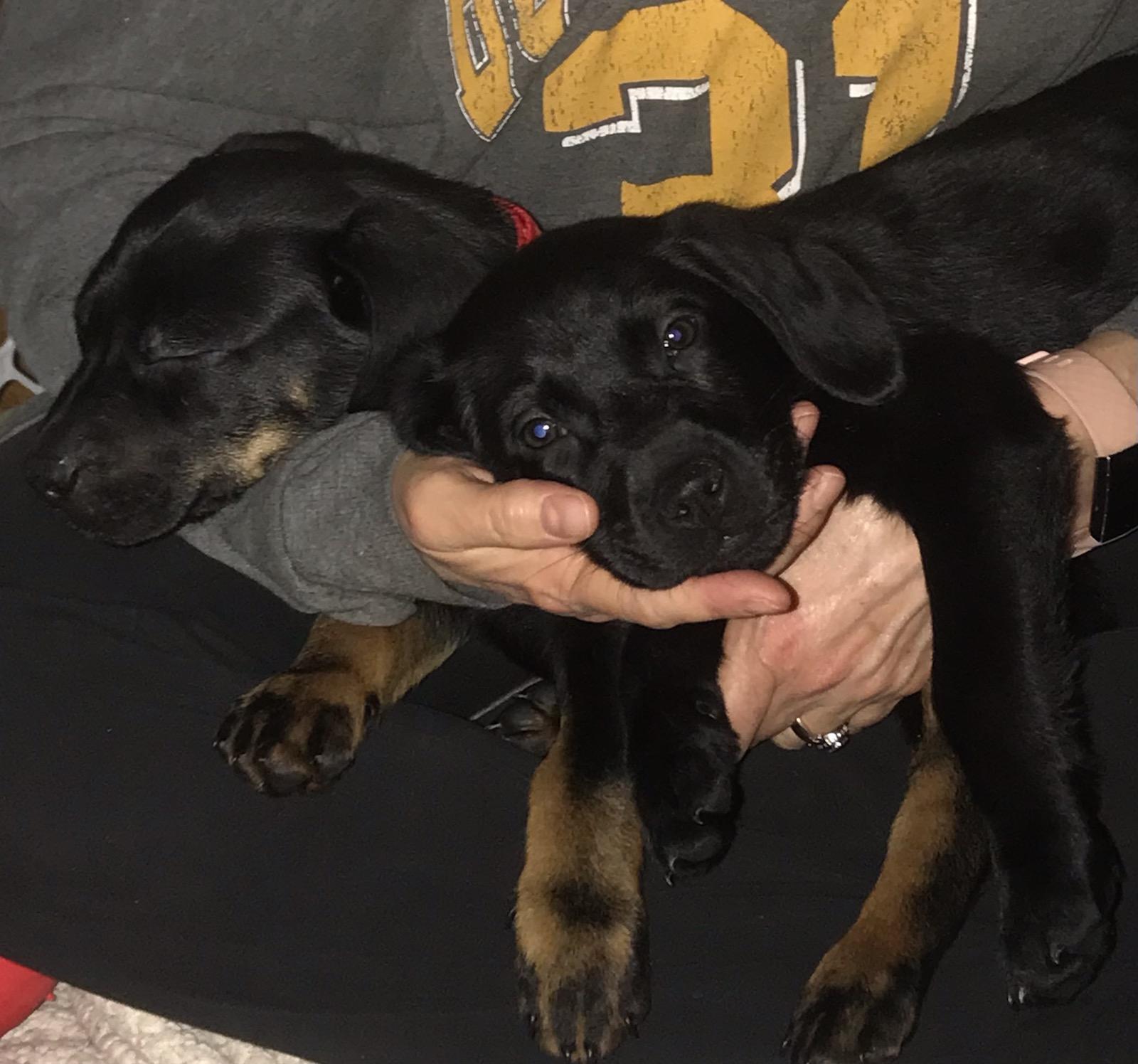 Meet my new 8 week old fosters, Tony the Tiger and Captain Crunchypants. | Scrolller