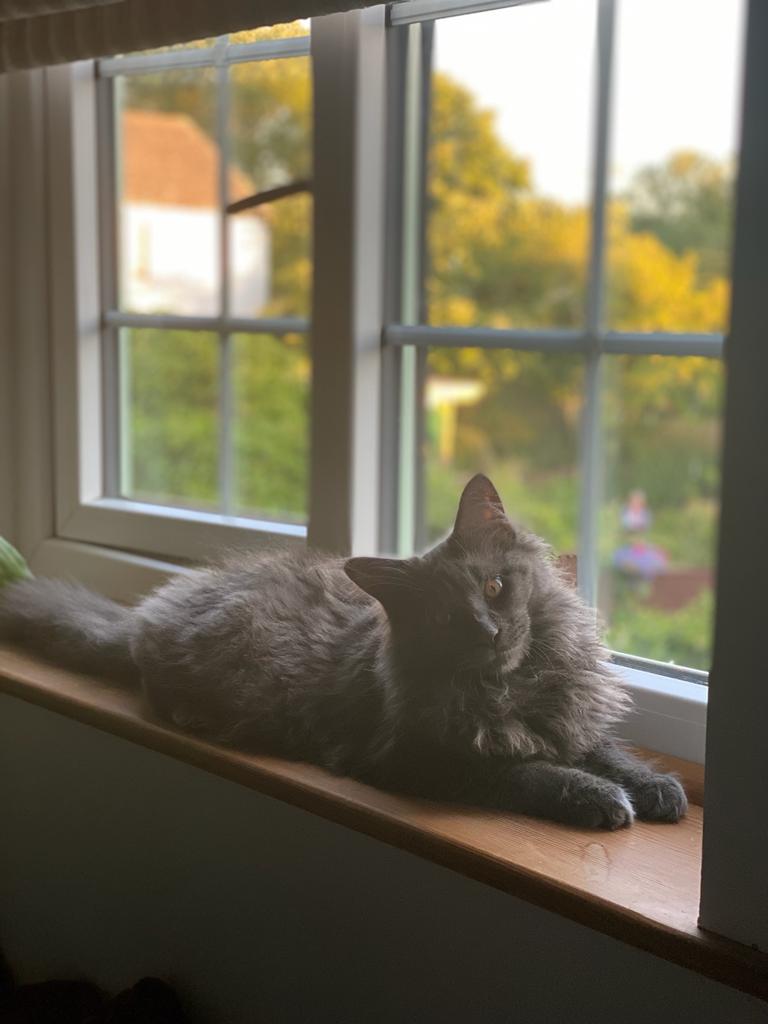 Meet Noah! | Scrolller