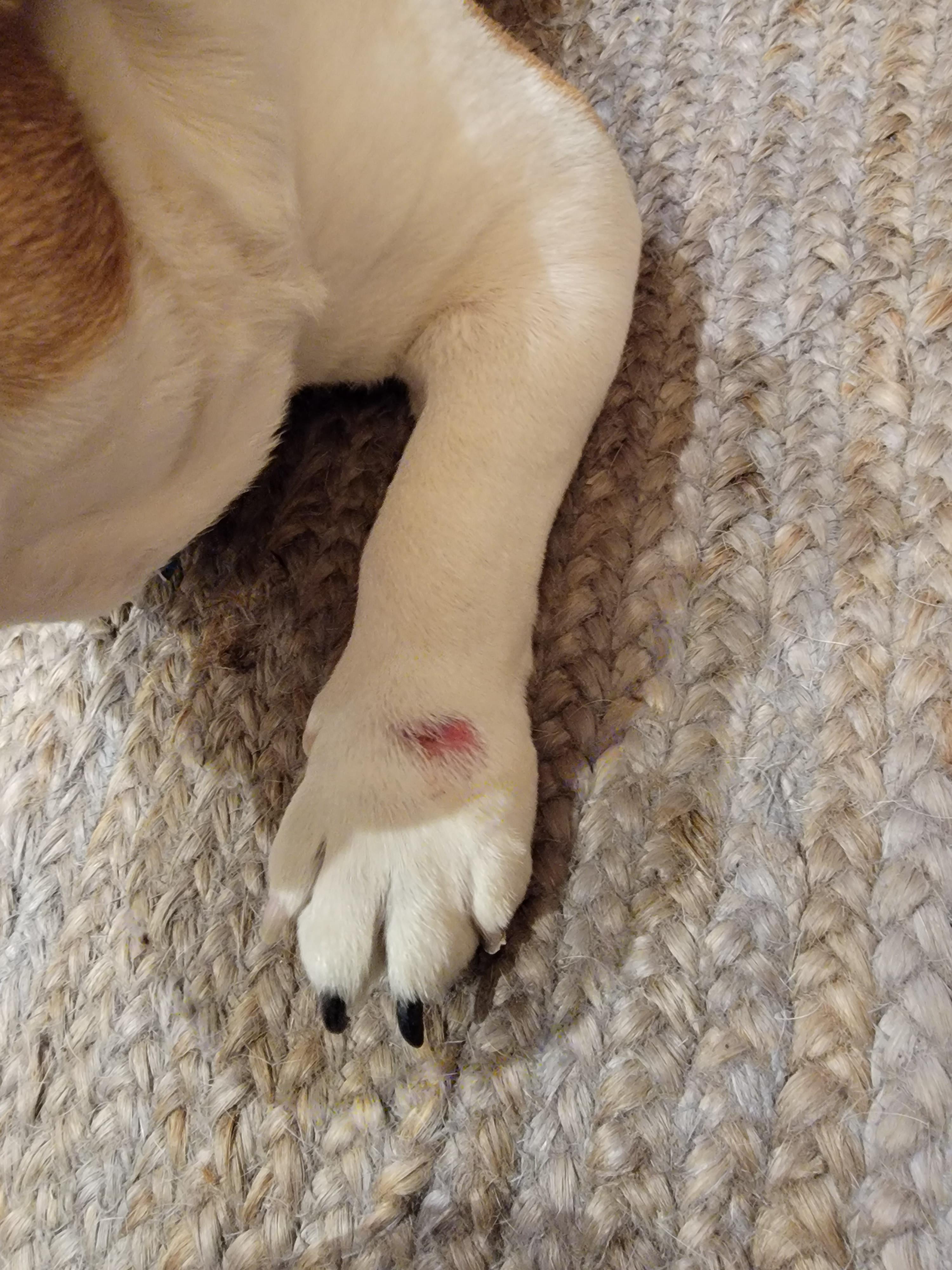 Red spot on top of her front left paw! | Scrolller