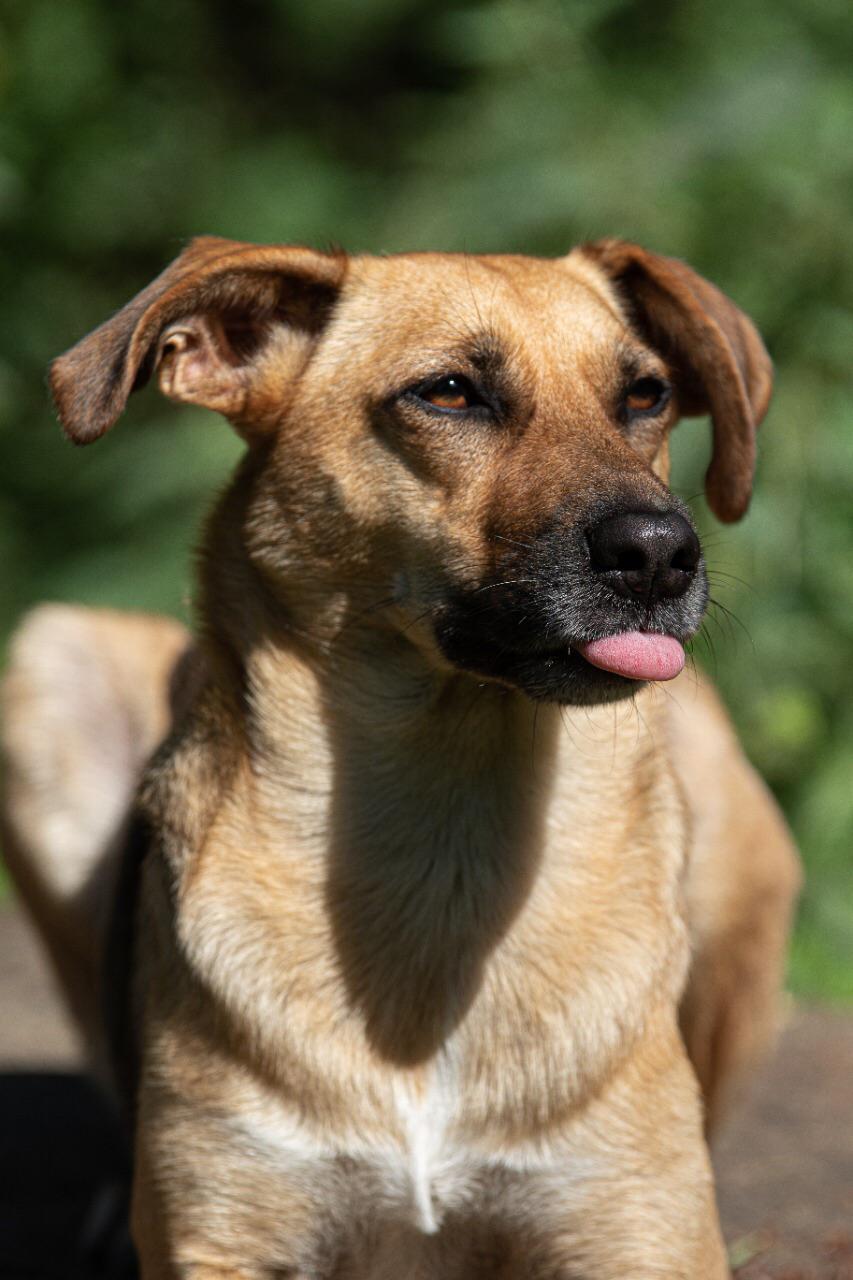 Meet Molly :) | Scrolller