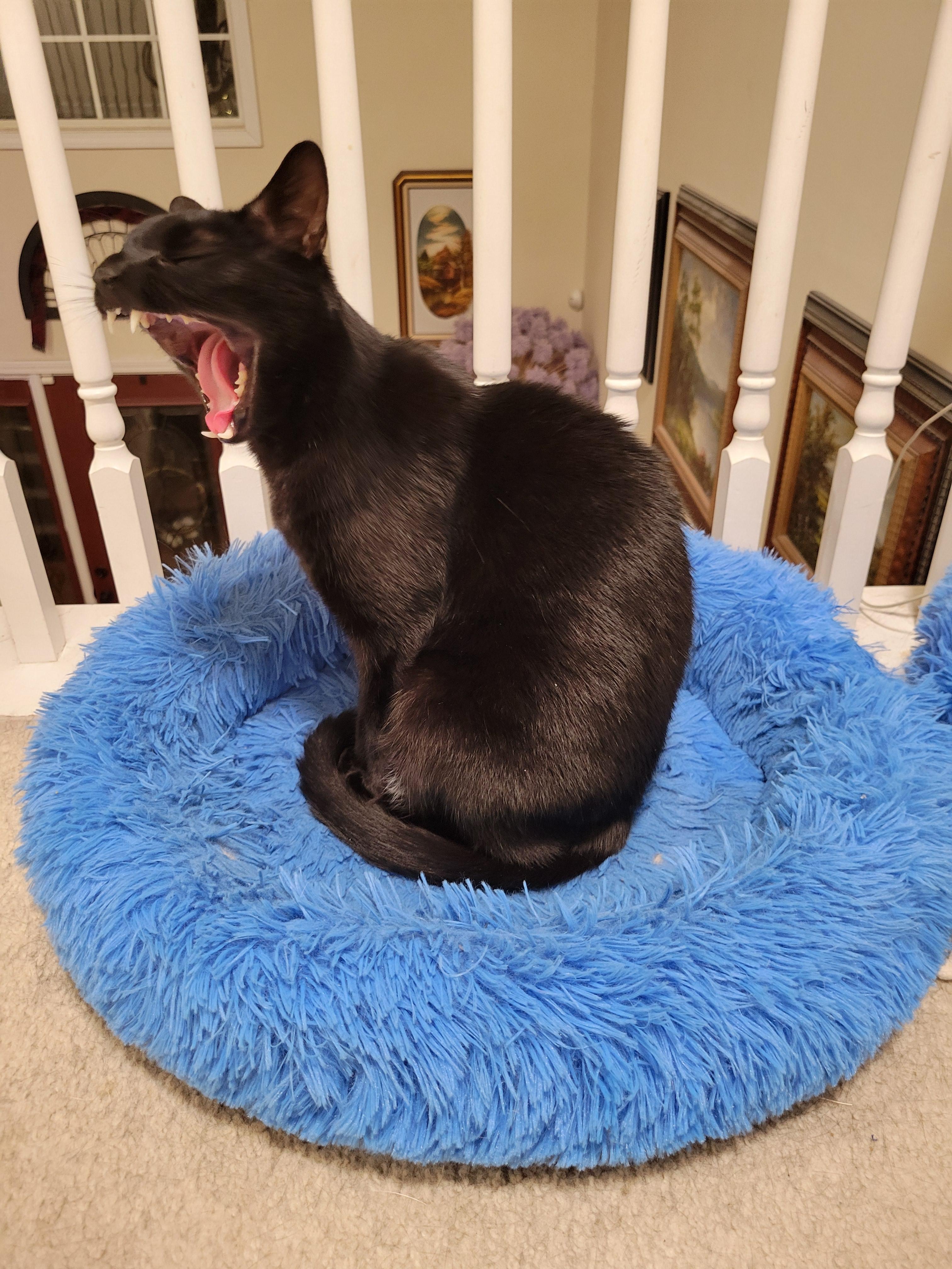 Caught my void mid yawn | Scrolller