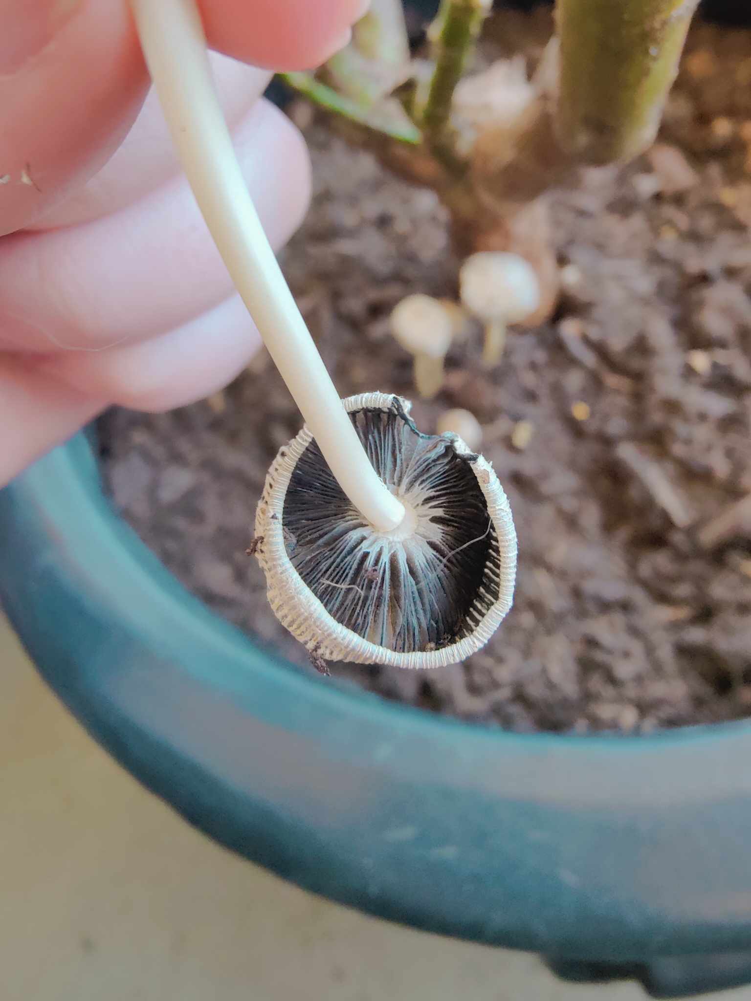 Identification Please | Scrolller