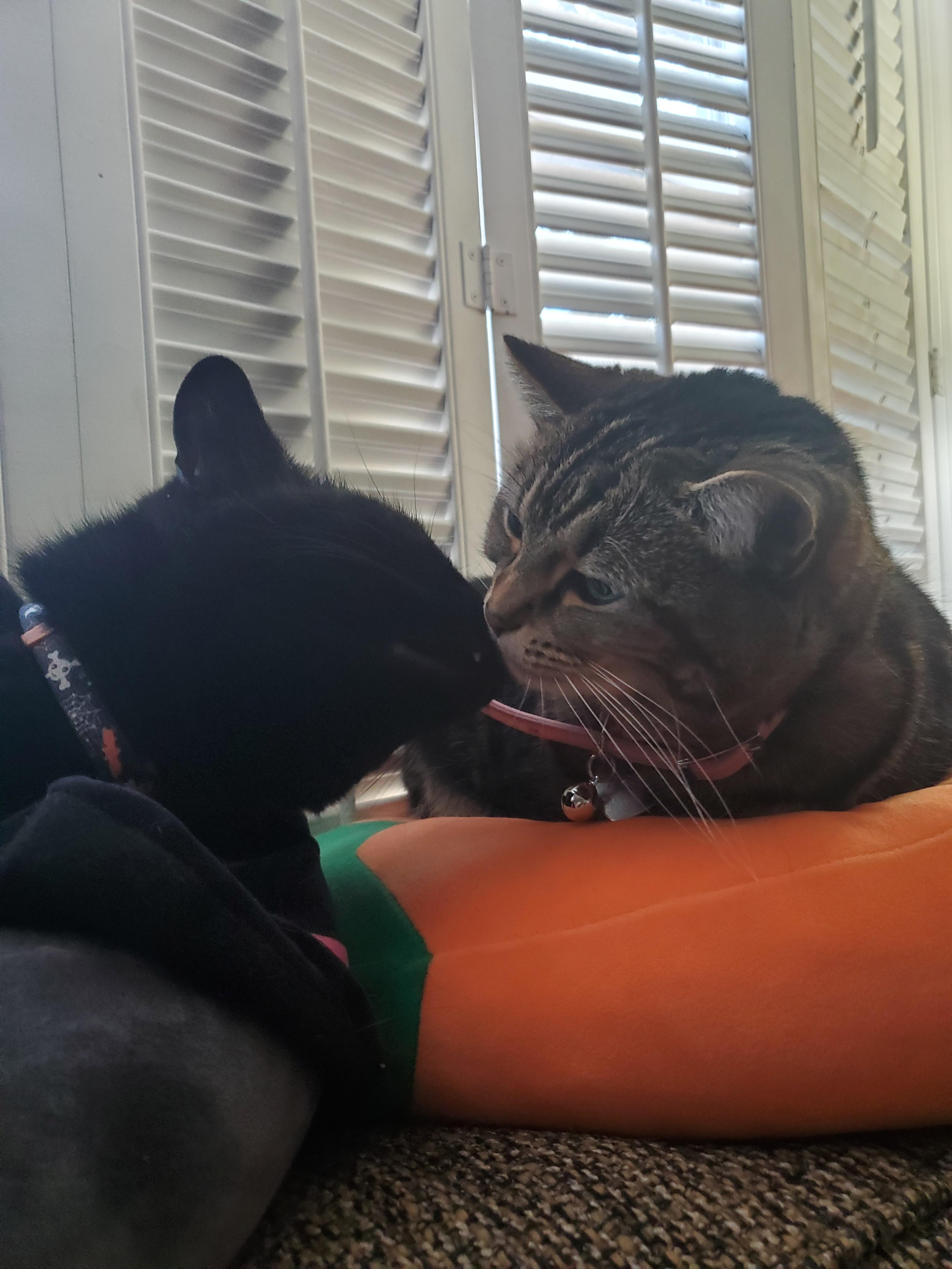 My besties | Scrolller