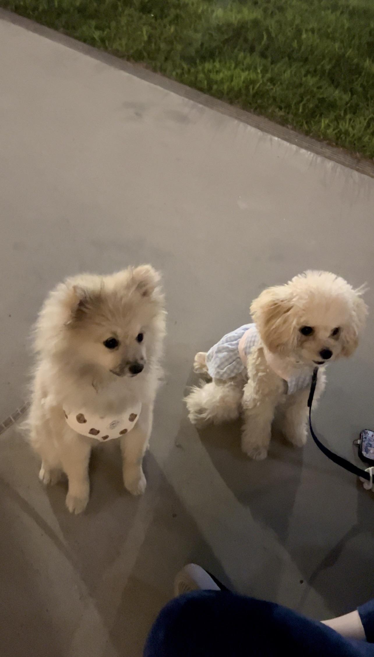 Olive and her bestie | Scrolller