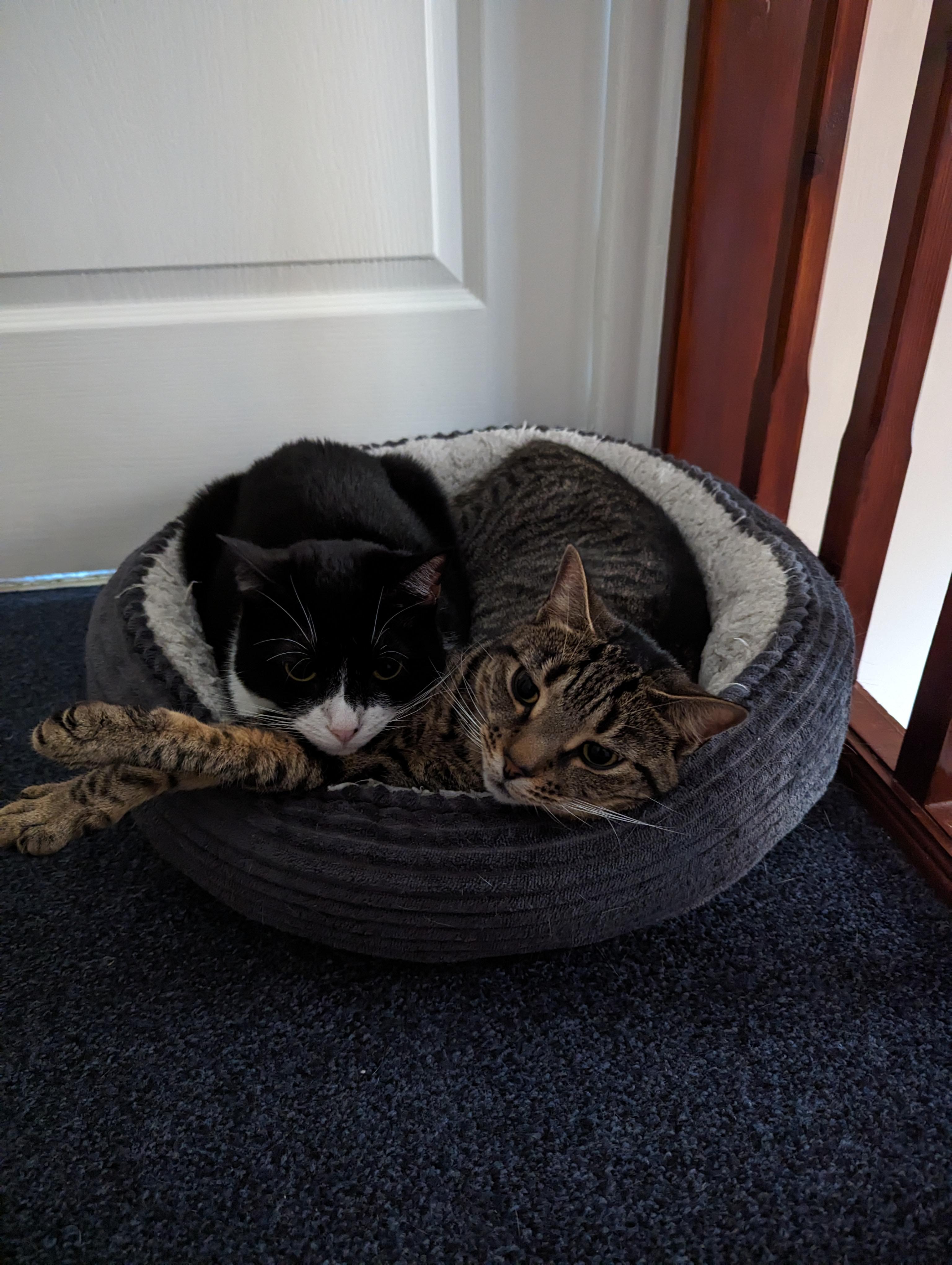 Pom-pom and Mara 2 years after their first appearance here | Scrolller